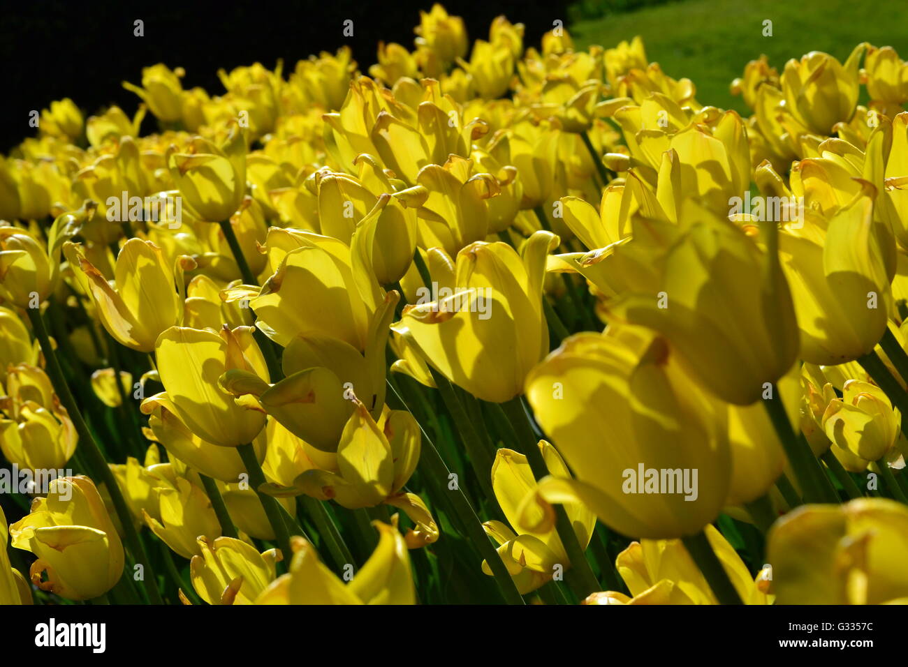Boston common spring hi-res stock photography and images - Alamy