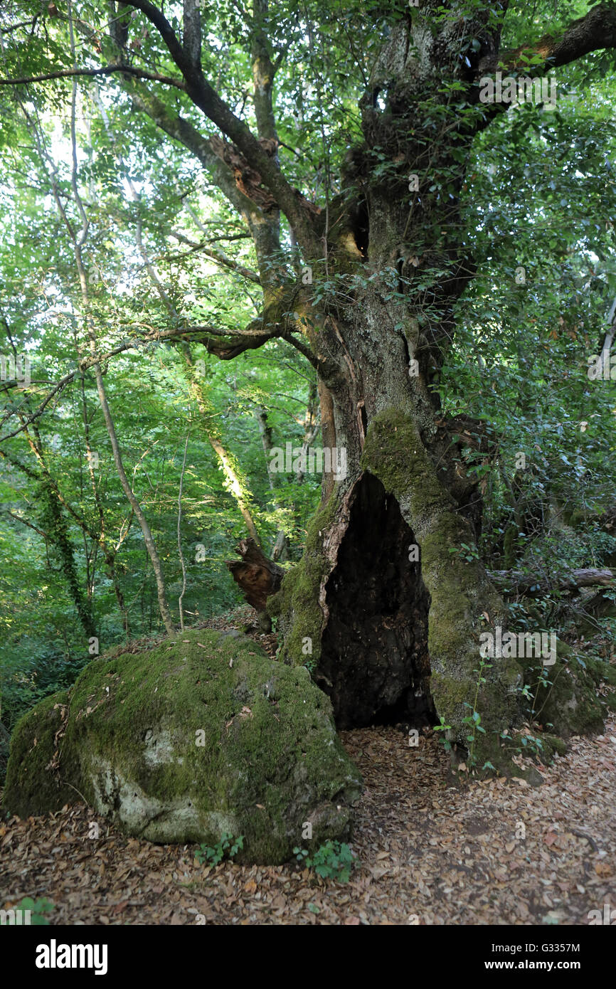 Dead and rotten tree hi-res stock photography and images - Alamy
