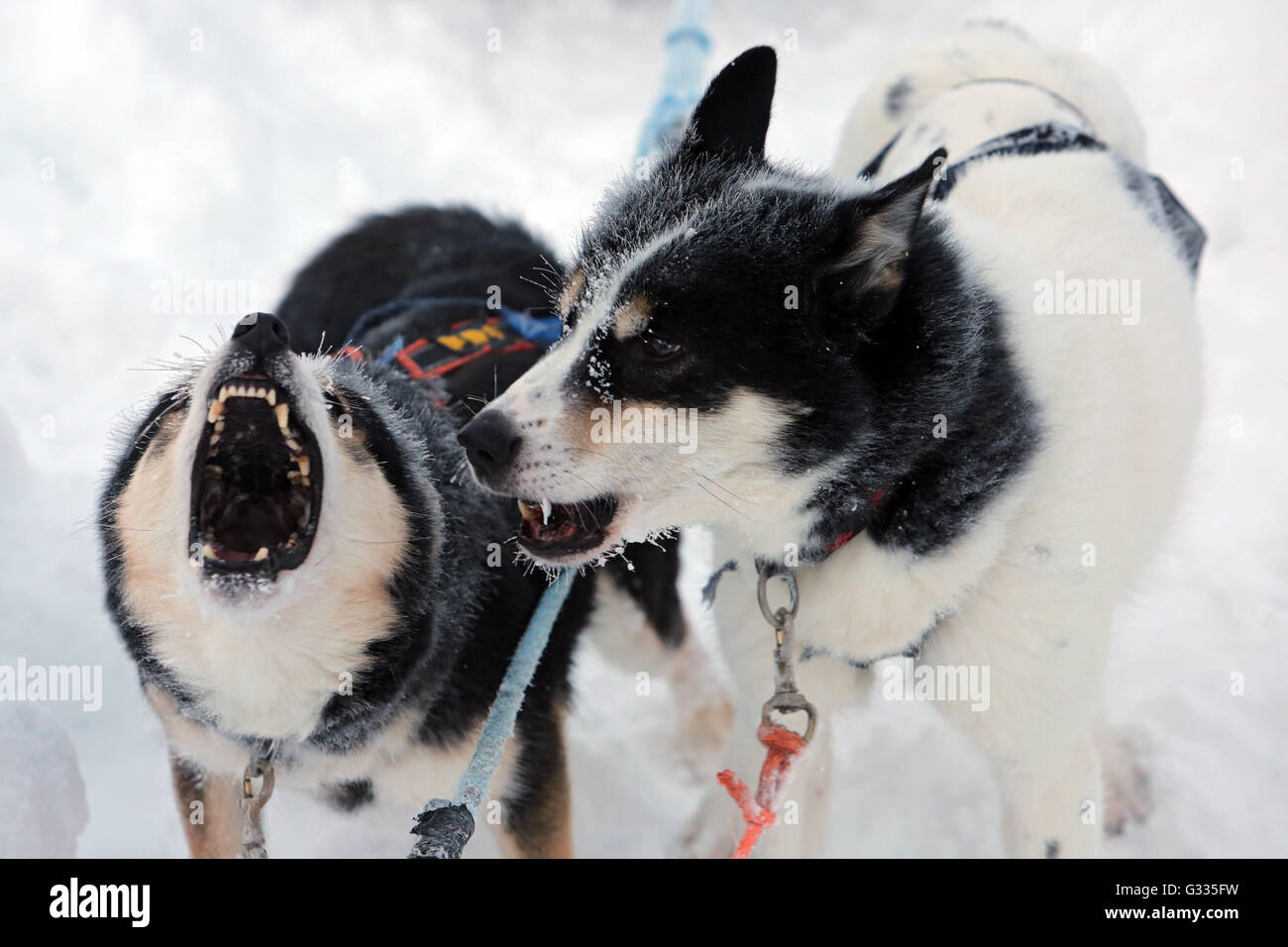 ?k skero, Finland, Siberian Husky bares his teeth Stock Photo - Alamy