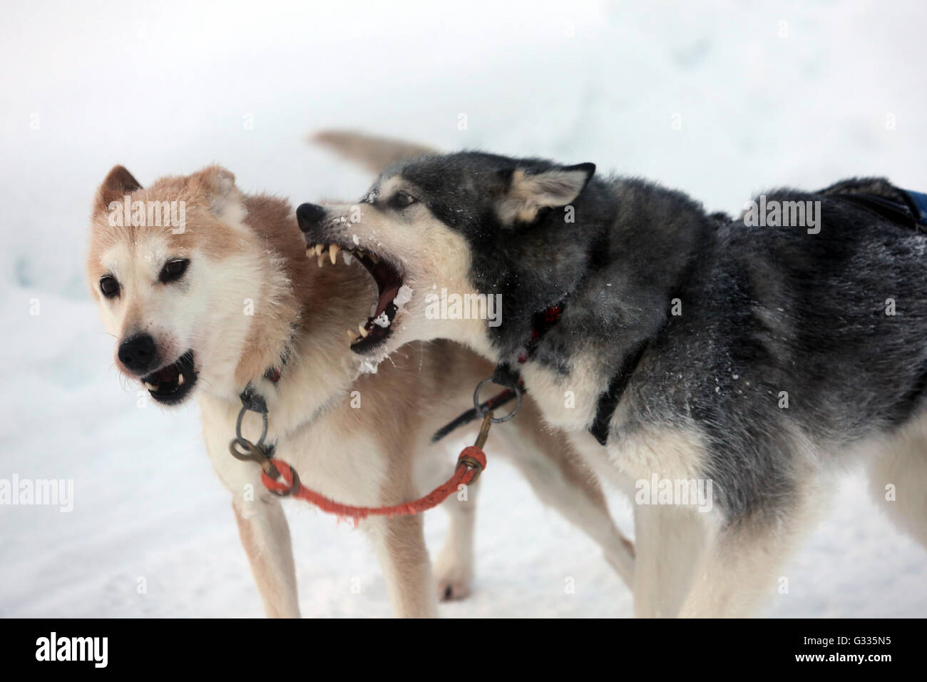 ?k skero, Finland, Siberian Huskies gnash their teeth Stock Photo - Alamy