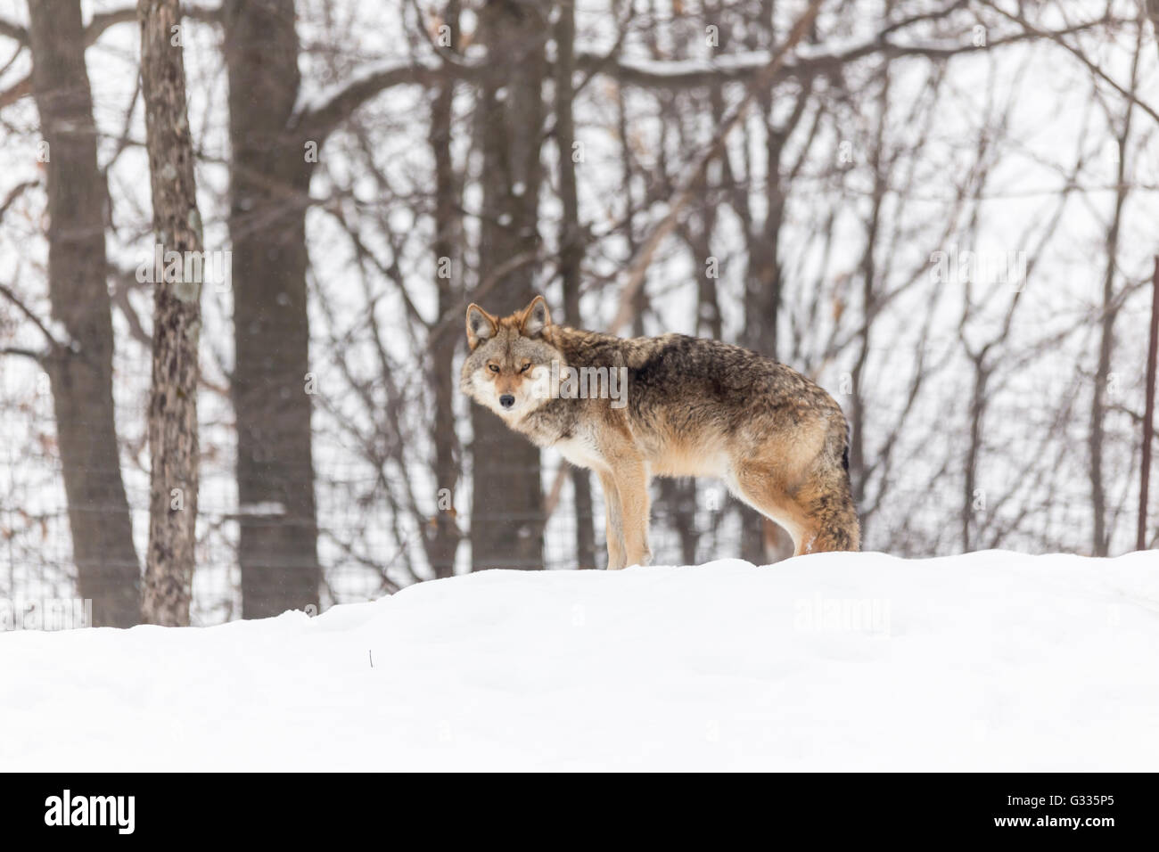 Coyote mammal hi-res stock photography and images - Alamy