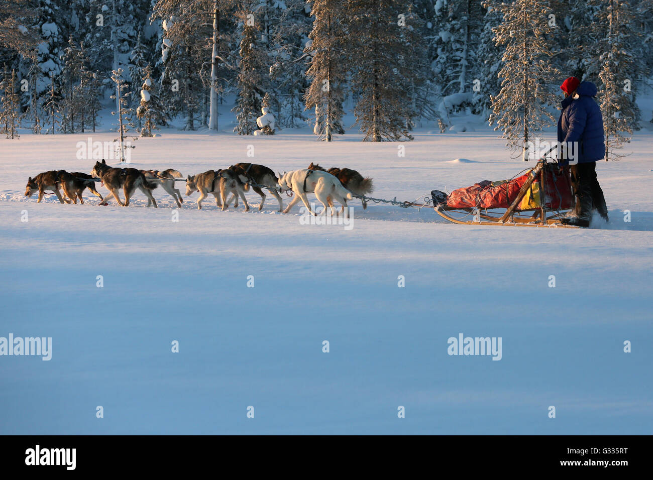Man riding dog sled team hi-res stock photography and images - Alamy