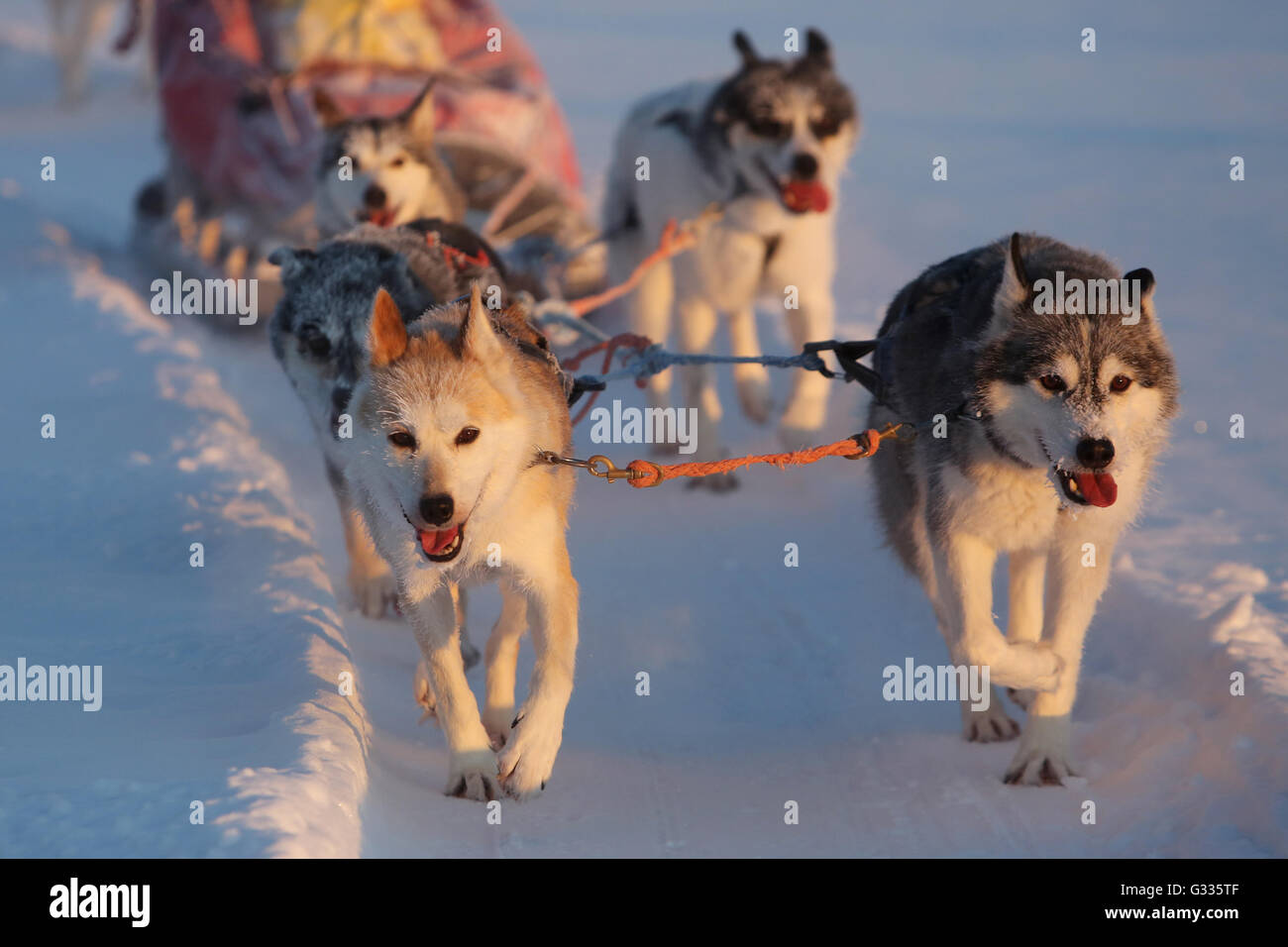 How Many Huskies To Pull A Sled