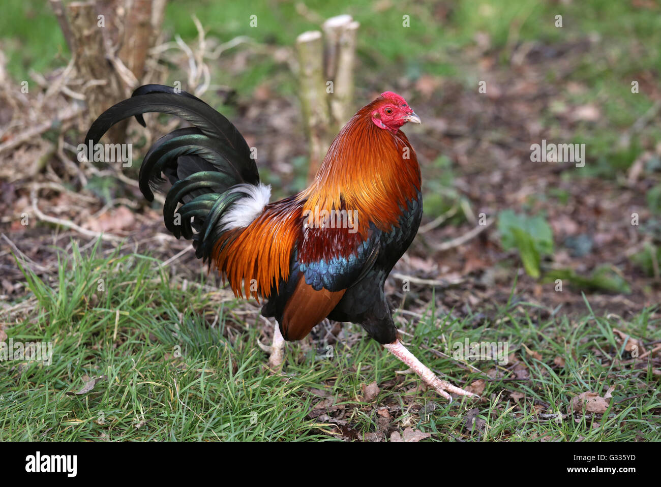 Old english game chicken hi-res stock photography and images - Alamy