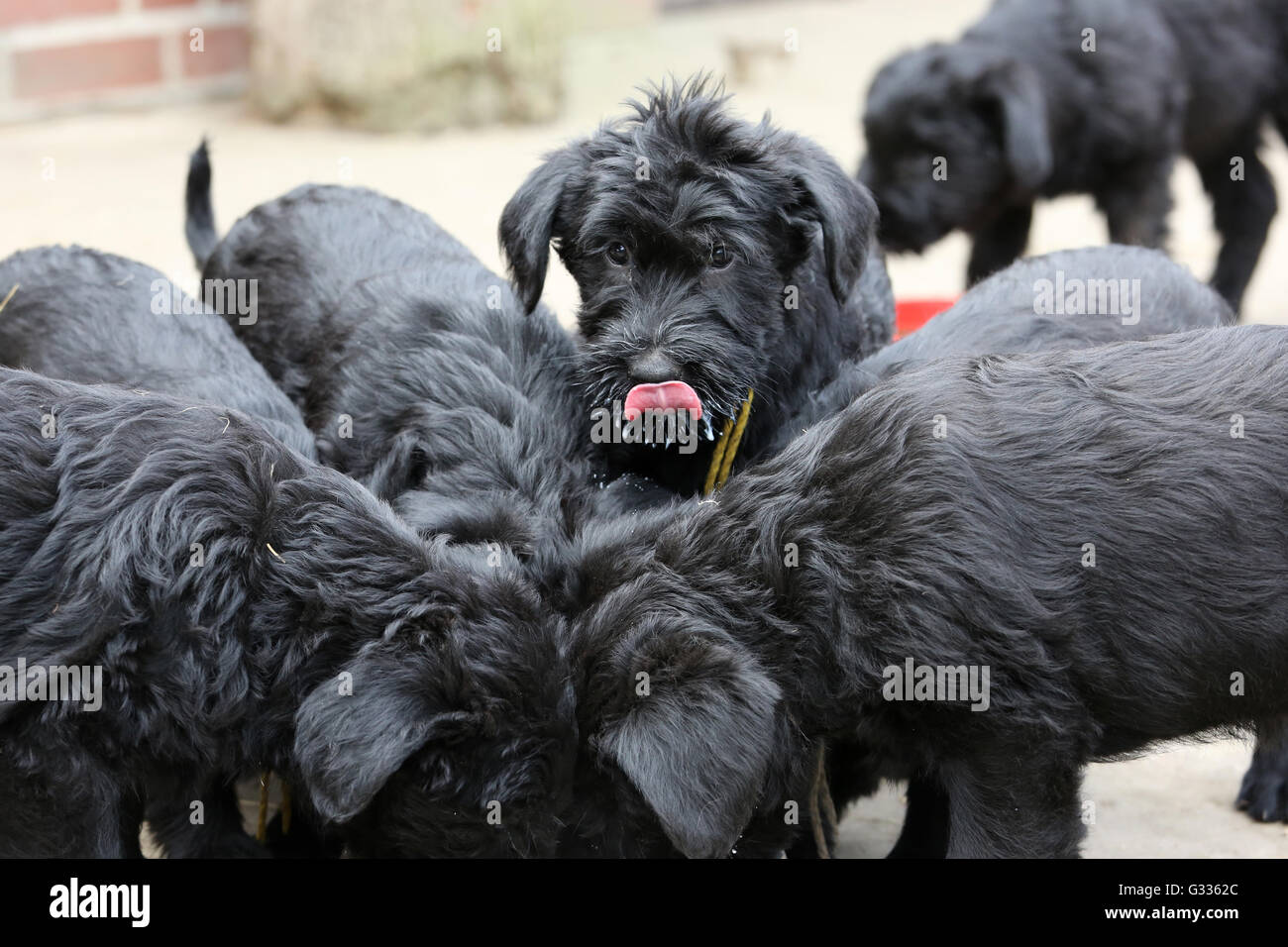 Puppy snout milk hi-res stock photography and images - Alamy