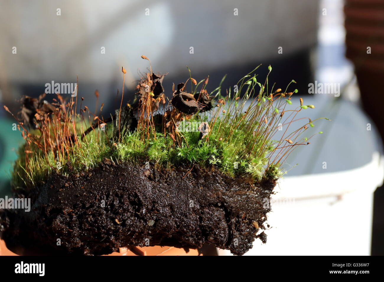 Sprouting seeds forest hi-res stock photography and images - Alamy