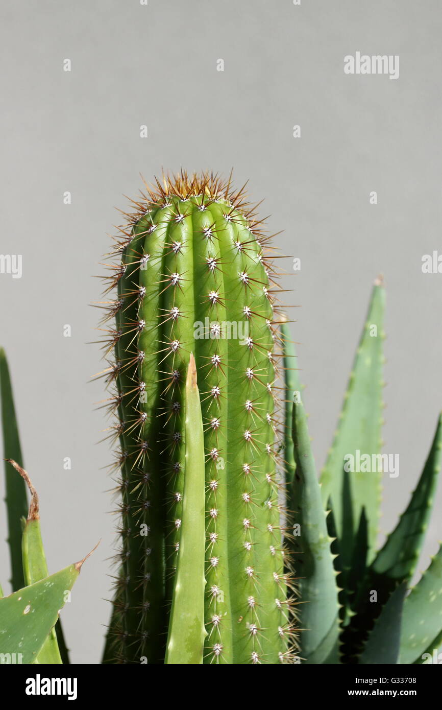 Echinopsis spachiana, golden torch, white torch cactus, golden column ...