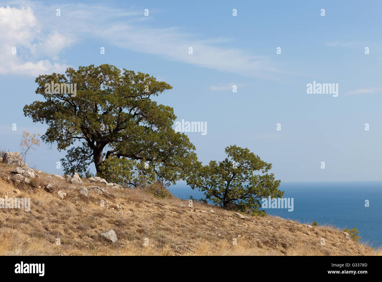 Two trees on sea and sky background Stock Photo - Alamy