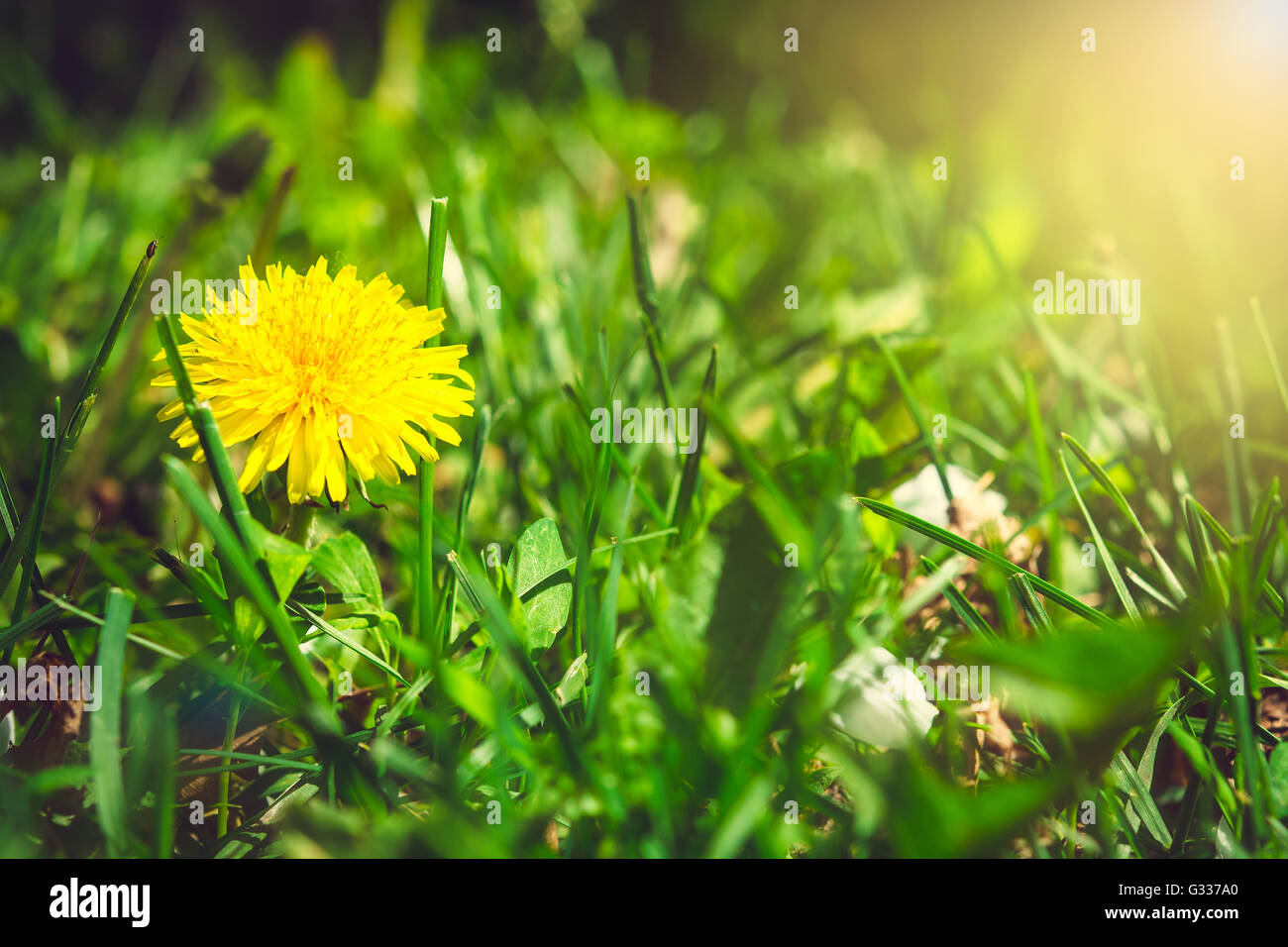 Yellow dandelion on the green field closeup in summer. Spring ...