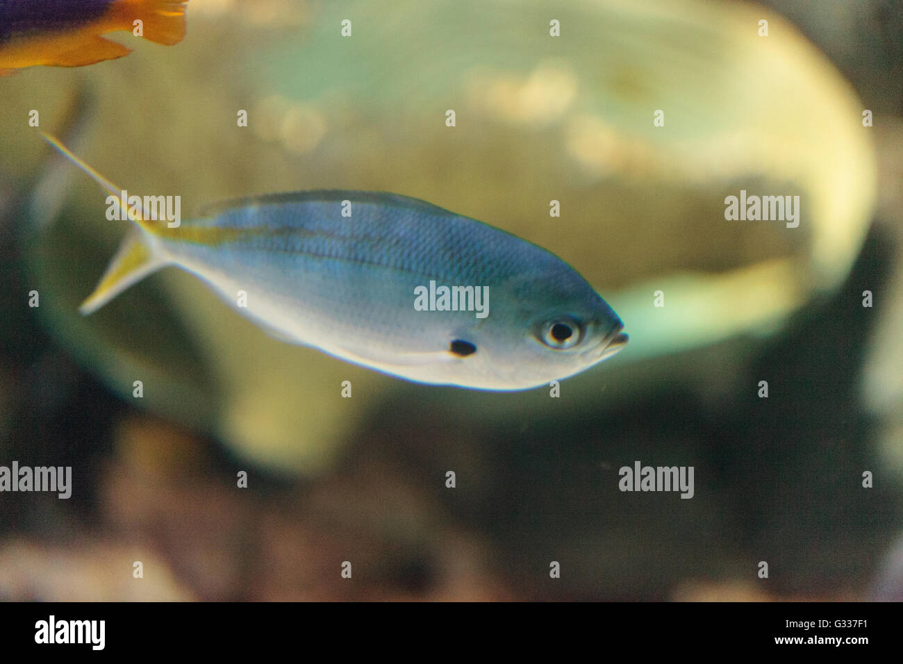 Fusilier fish hi-res stock photography and images - Alamy