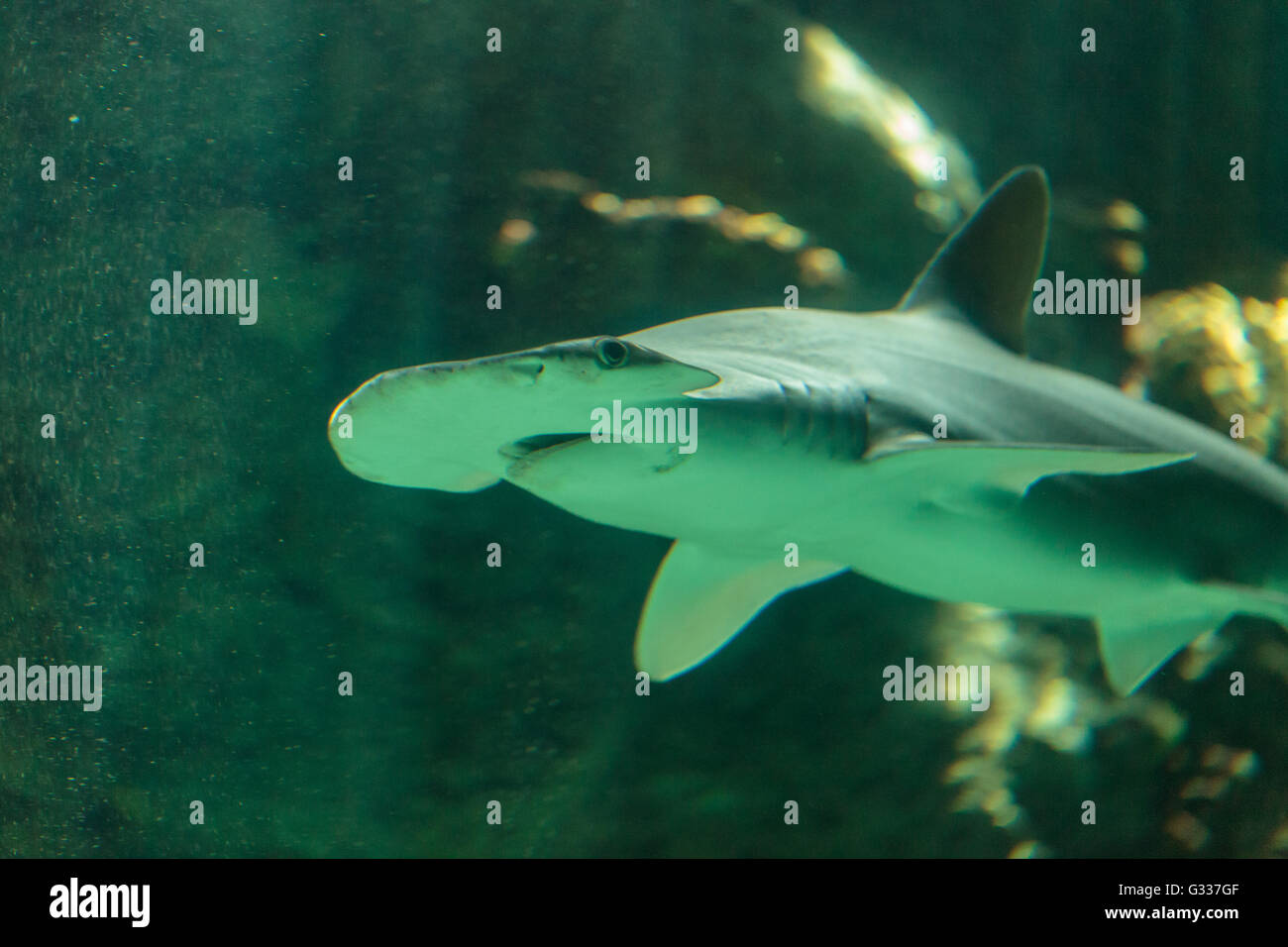 Bonnethead Shark Aquarium