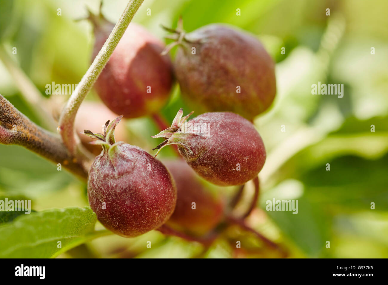Apples budding in late Spring, Lancaster County, Pennsylvania, USA ...