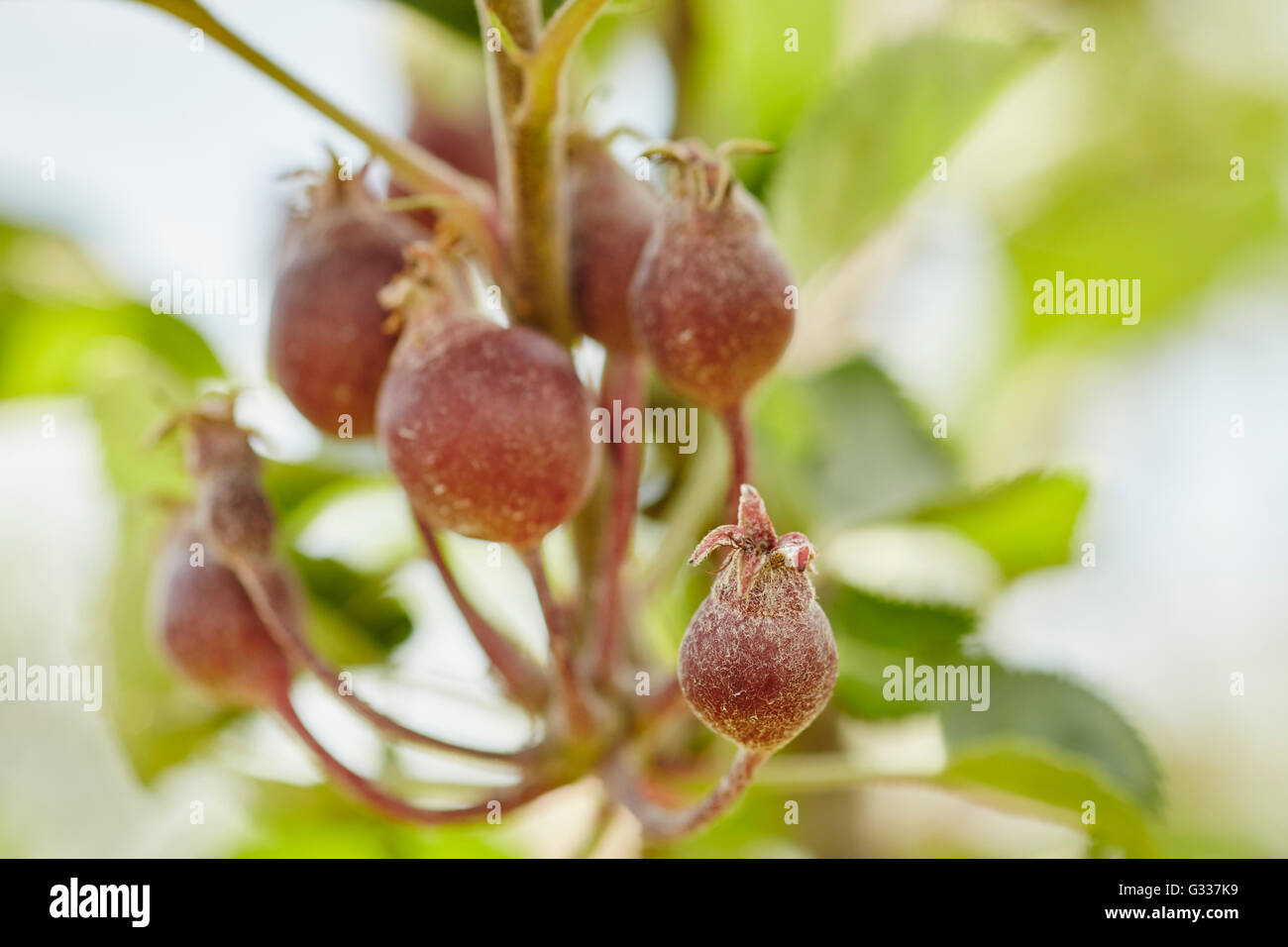 Budding Trees Spring High Resolution Stock Photography and Images - Alamy