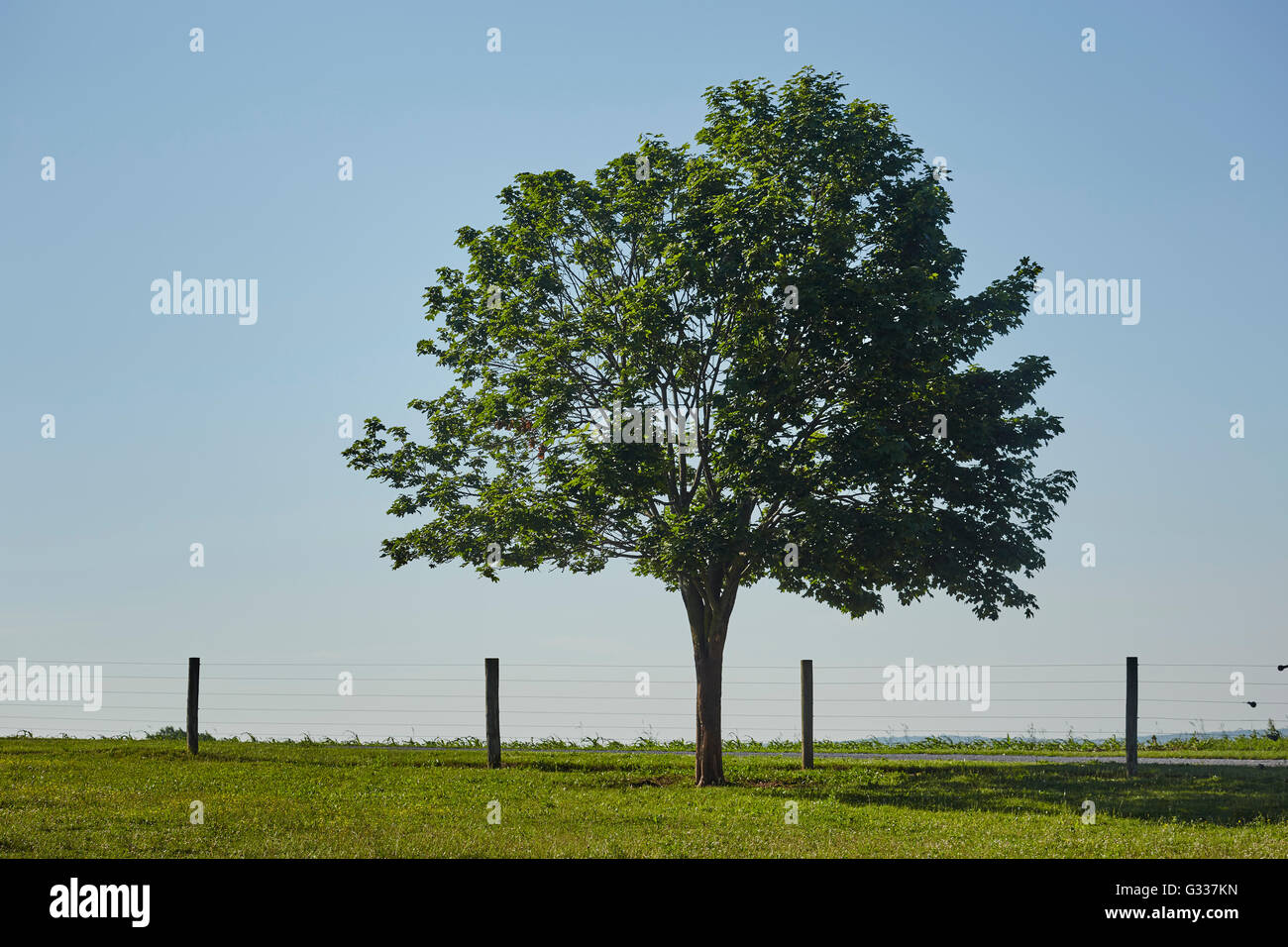 lone maple tree on a Lancaster County farm. Amish Country, Pennsylvania ...
