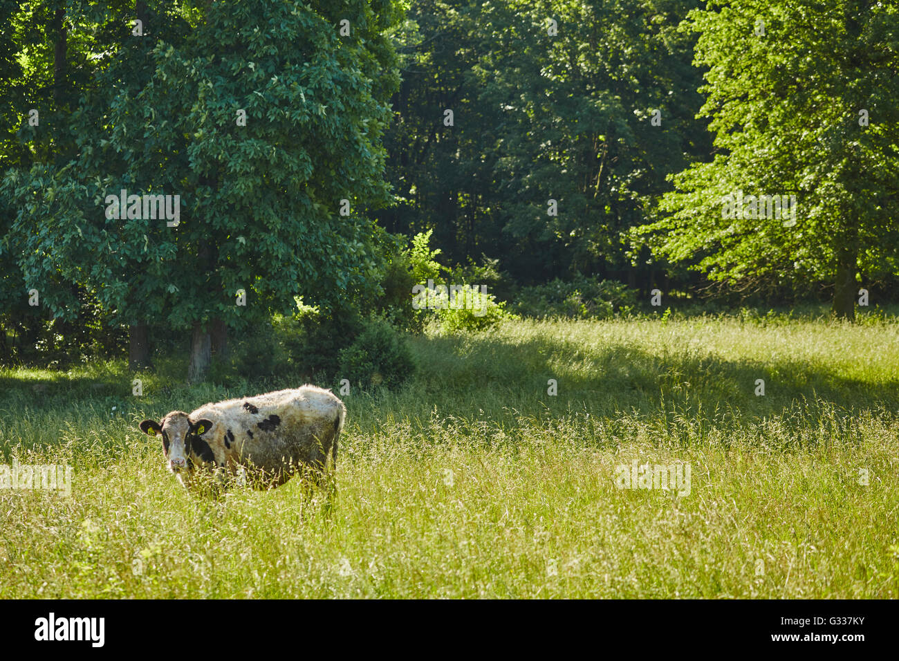 Cows feed on grass hi-res stock photography and images - Alamy