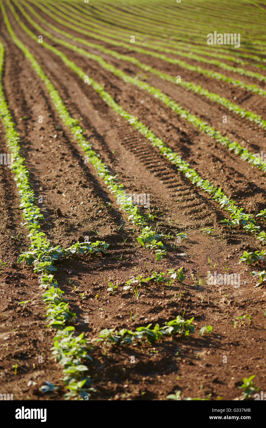 Germinating Plants High Resolution Stock Photography and Images - Alamy