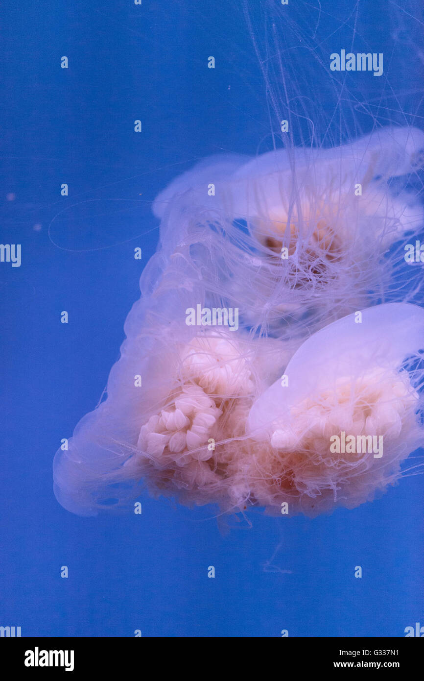 Egg yolk jelly Phacellophora camtschaitica has tentacles that can reach ...