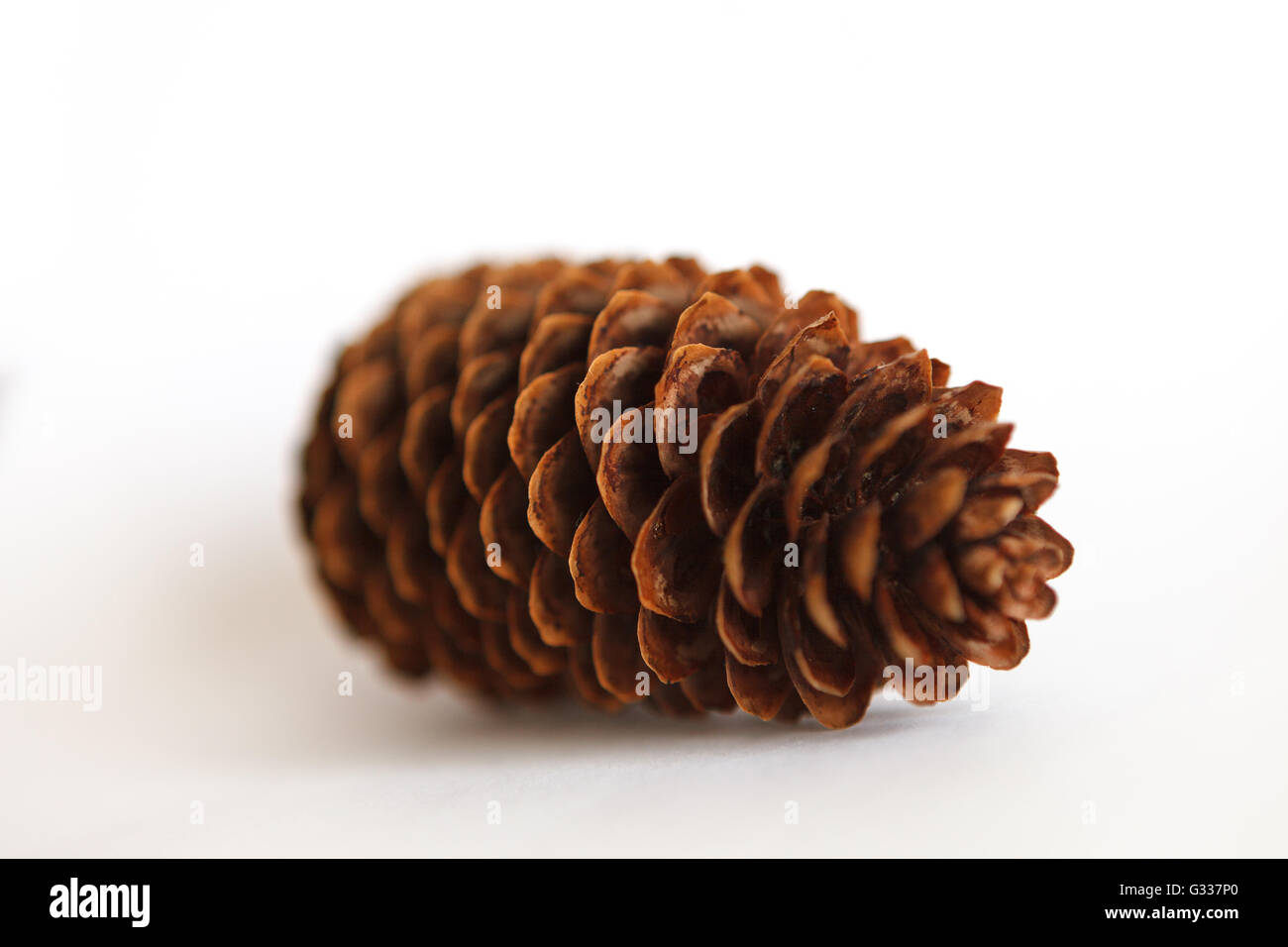 Fir cone on background hi-res stock photography and images - Alamy