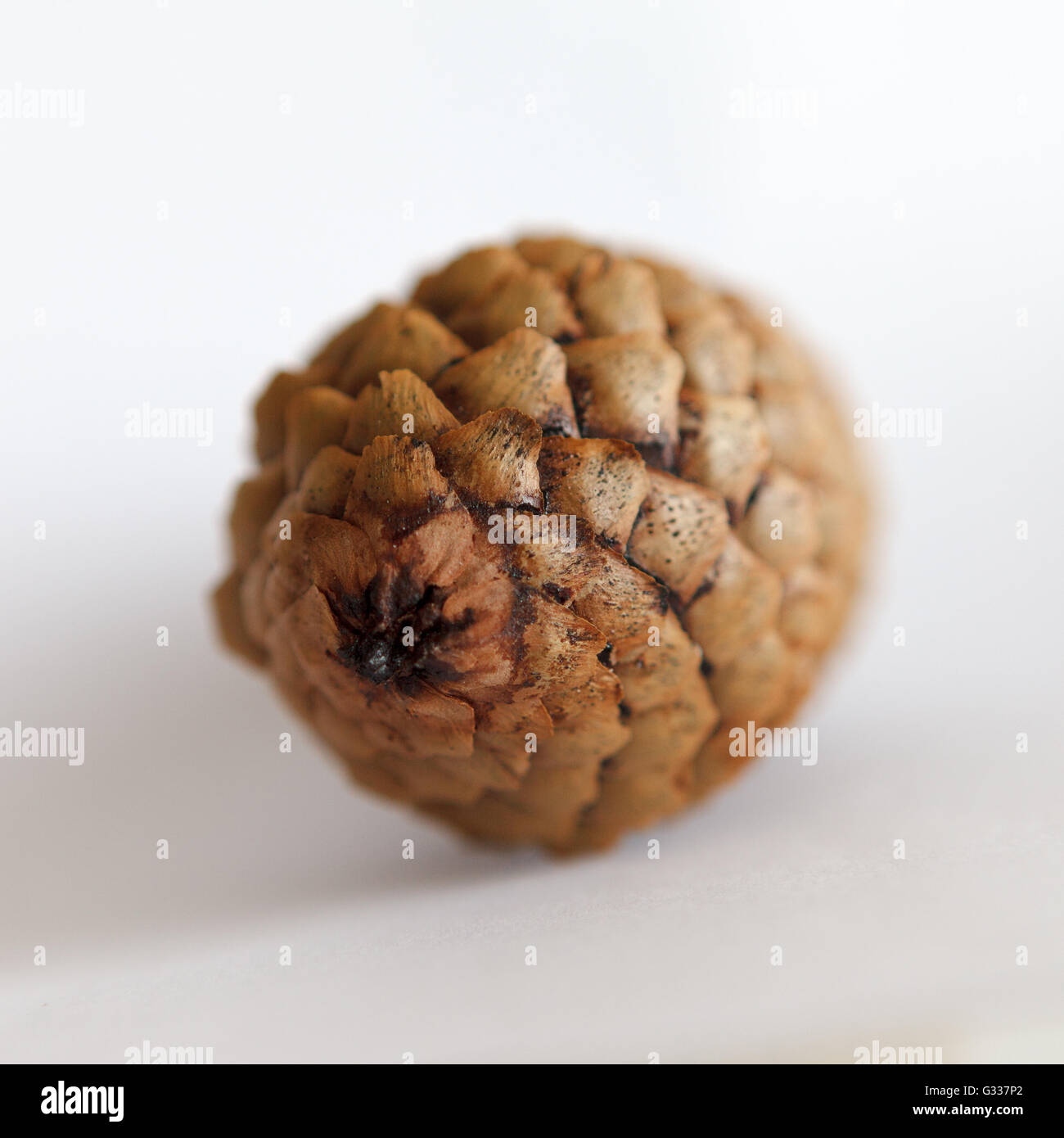 Fir tree cones on a white background Stock Photo - Alamy