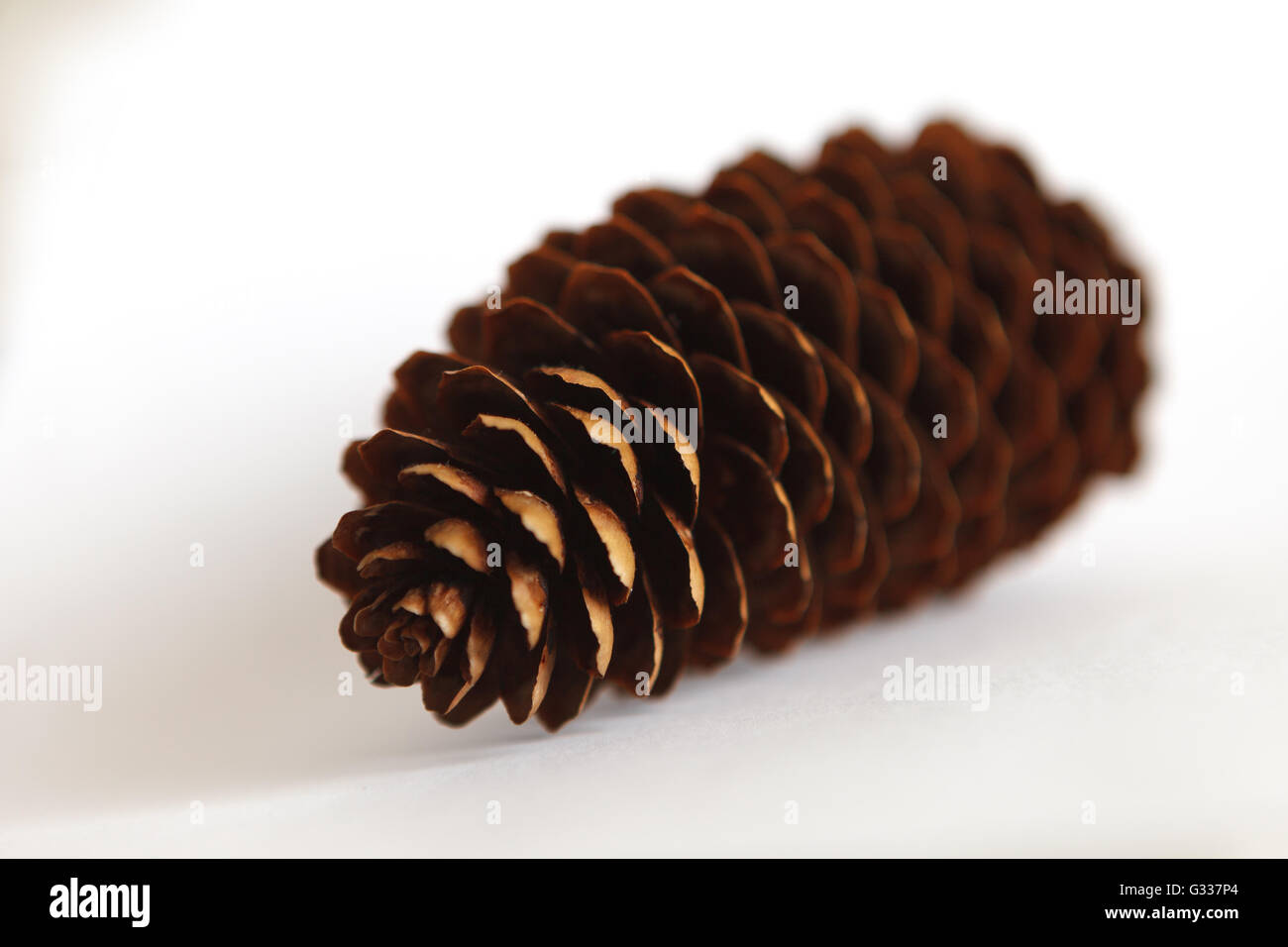 Seed cone hi-res stock photography and images - Alamy