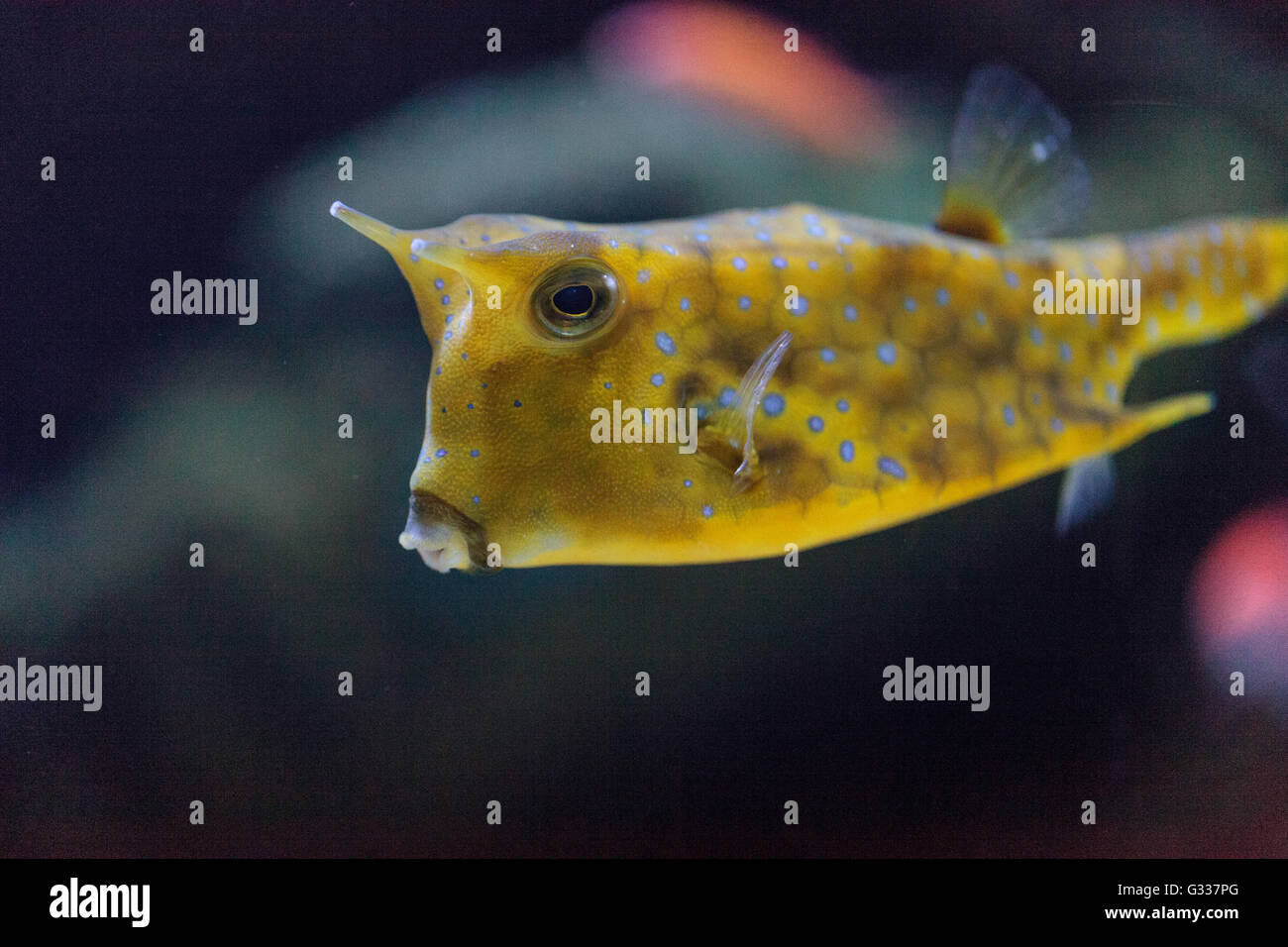 Longhorn cowfish lactoria cornuta hi-res stock photography and images ...