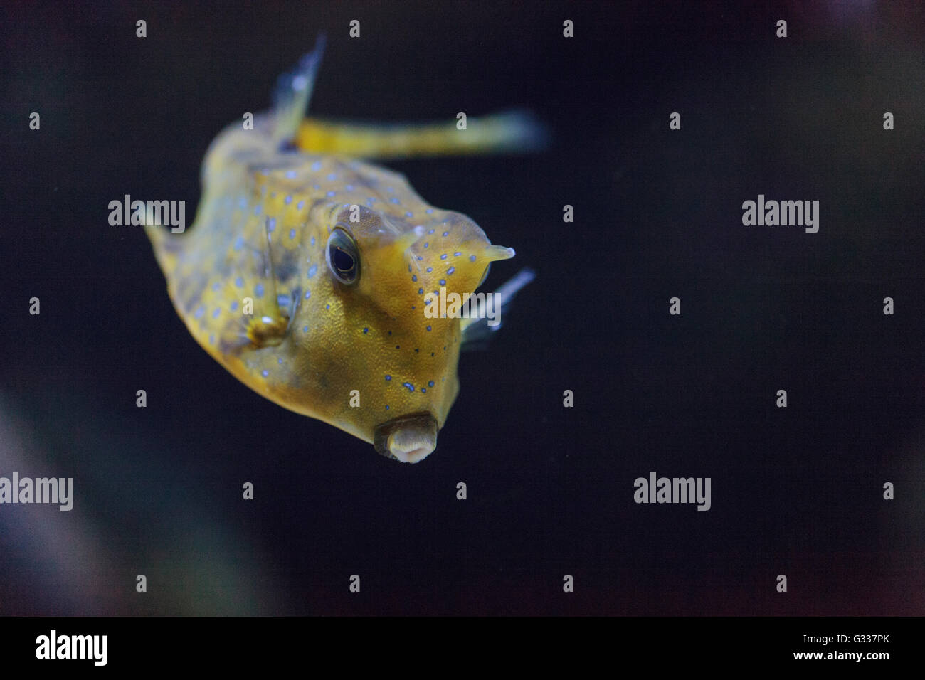 Longhorn cowfish, Lactoria cornuta, is from the boxfish family and can ...