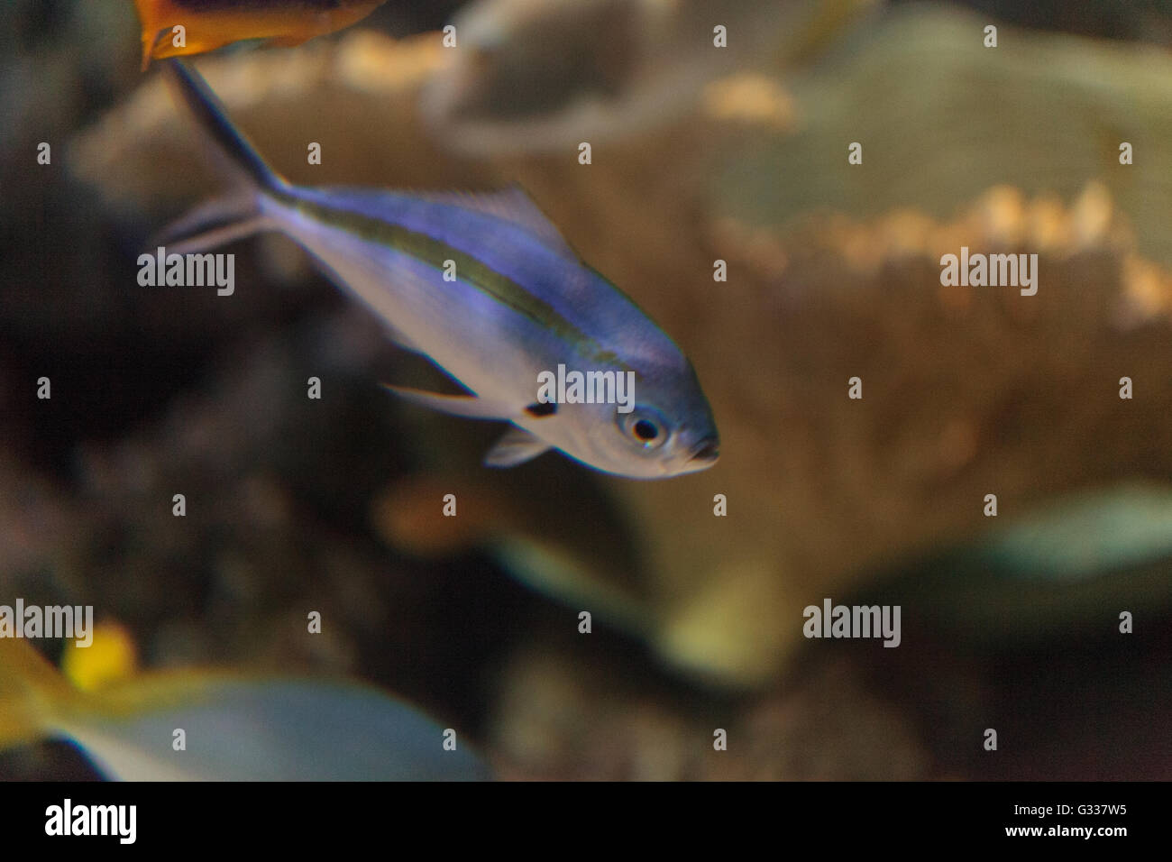 Pale green color hi-res stock photography and images - Alamy