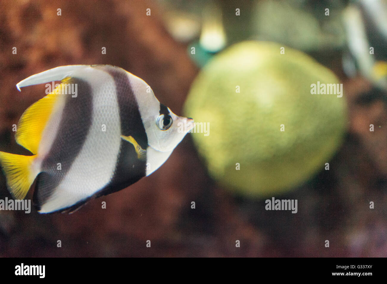 Pennant coral fish hi-res stock photography and images - Alamy