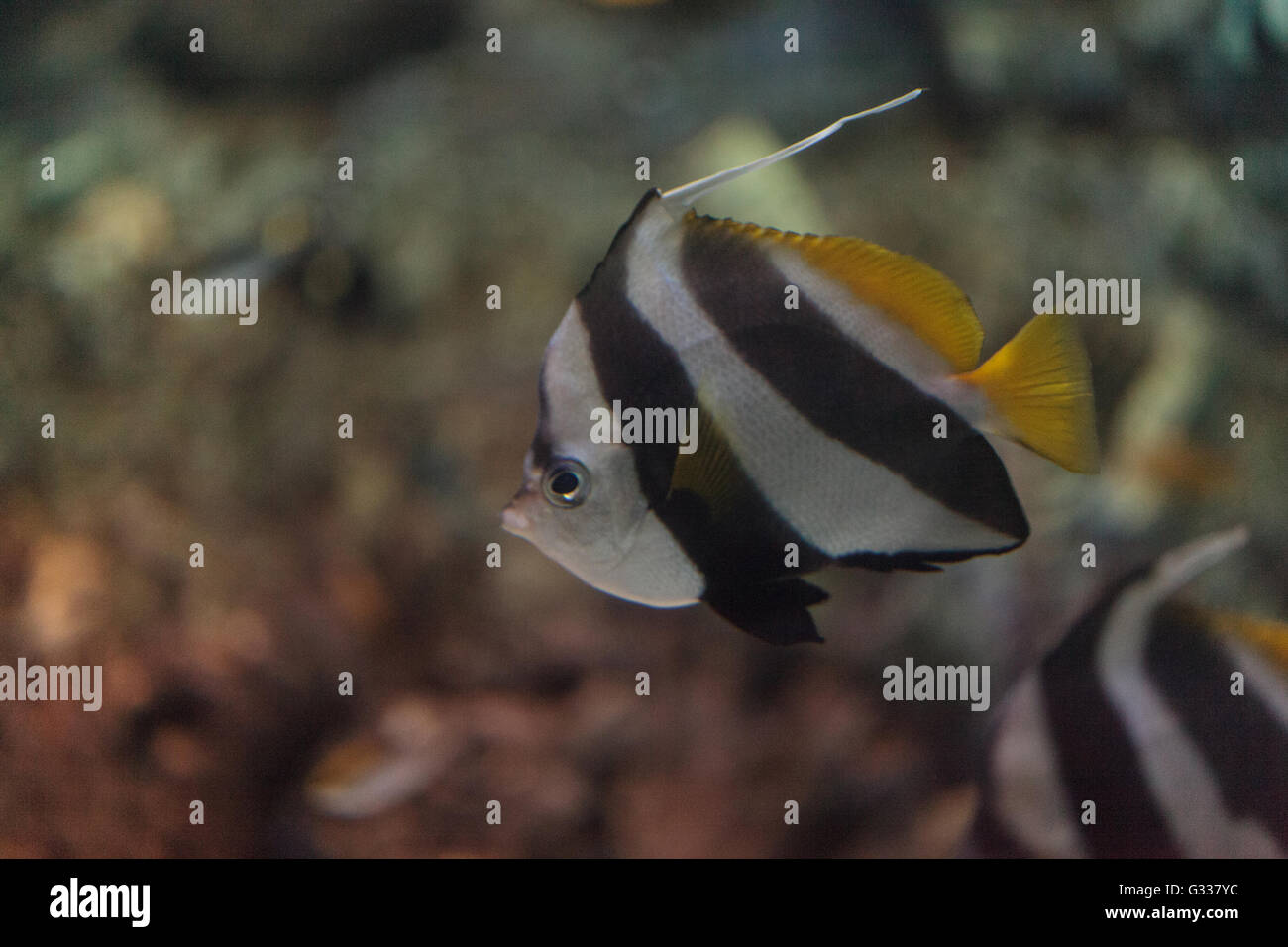 Pennant Butterflyfish Heniochus acuminatus has black and white stripes ...