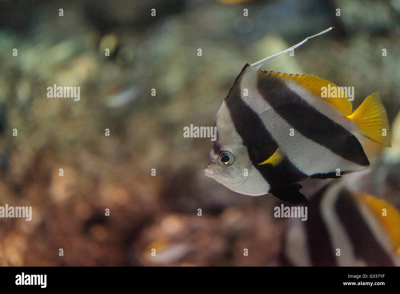 Pennant coral fish hi-res stock photography and images - Alamy