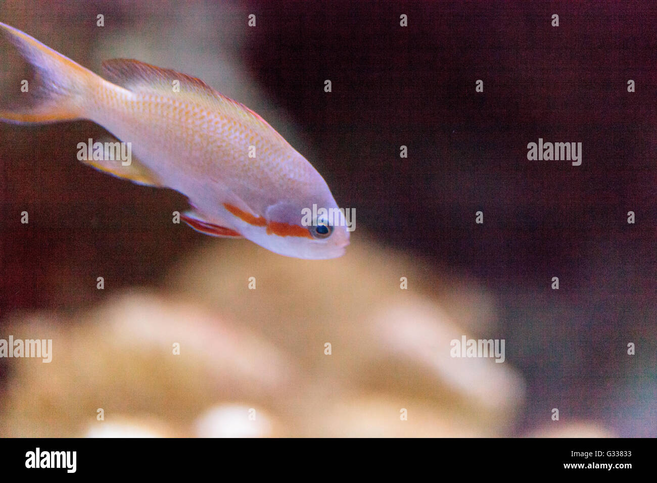 Fusilier fish hi-res stock photography and images - Alamy