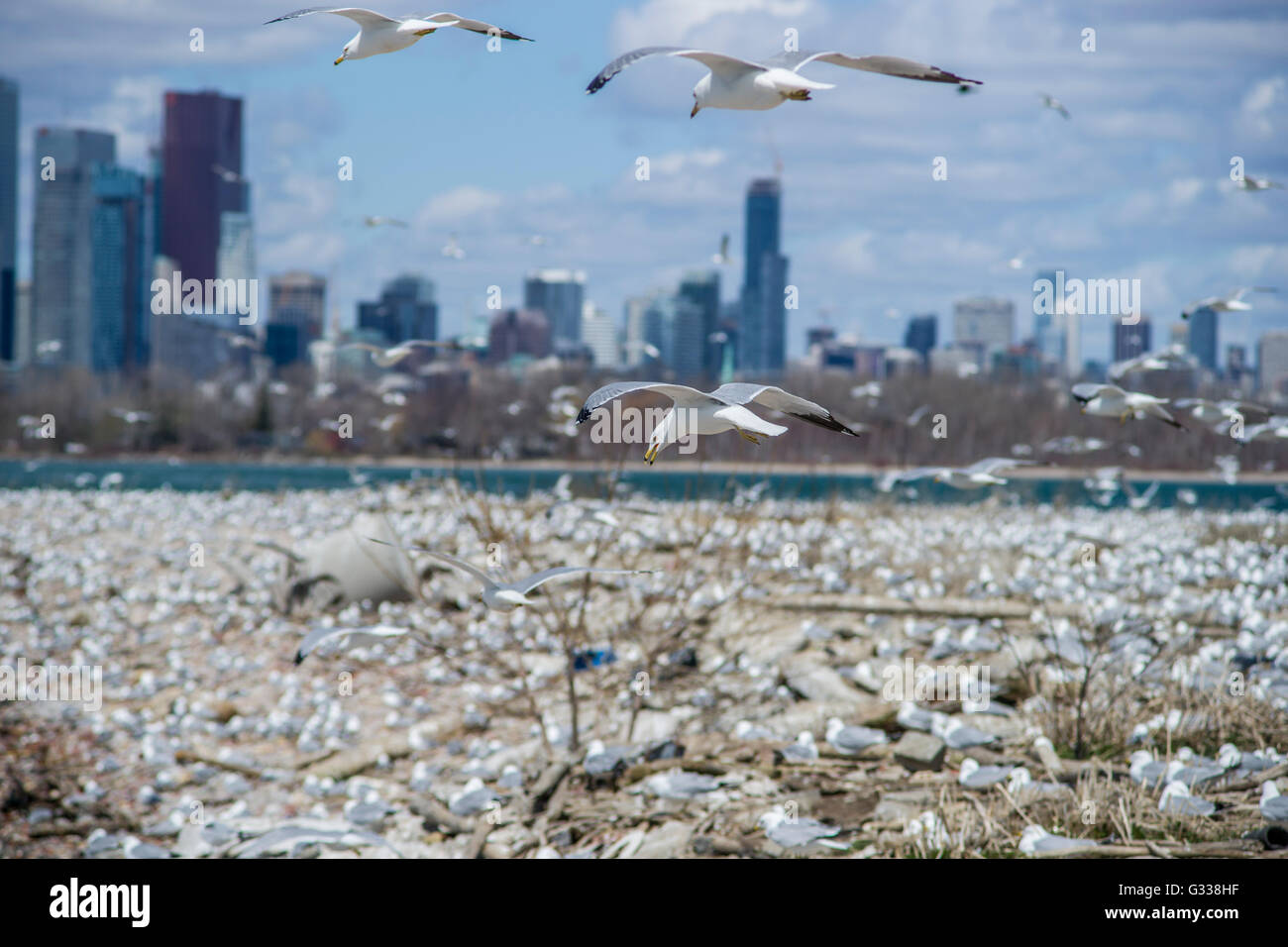 View toronto skyline bird flying hi-res stock photography and images ...