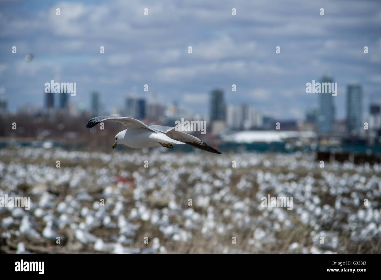 View toronto skyline bird flying hi-res stock photography and images ...
