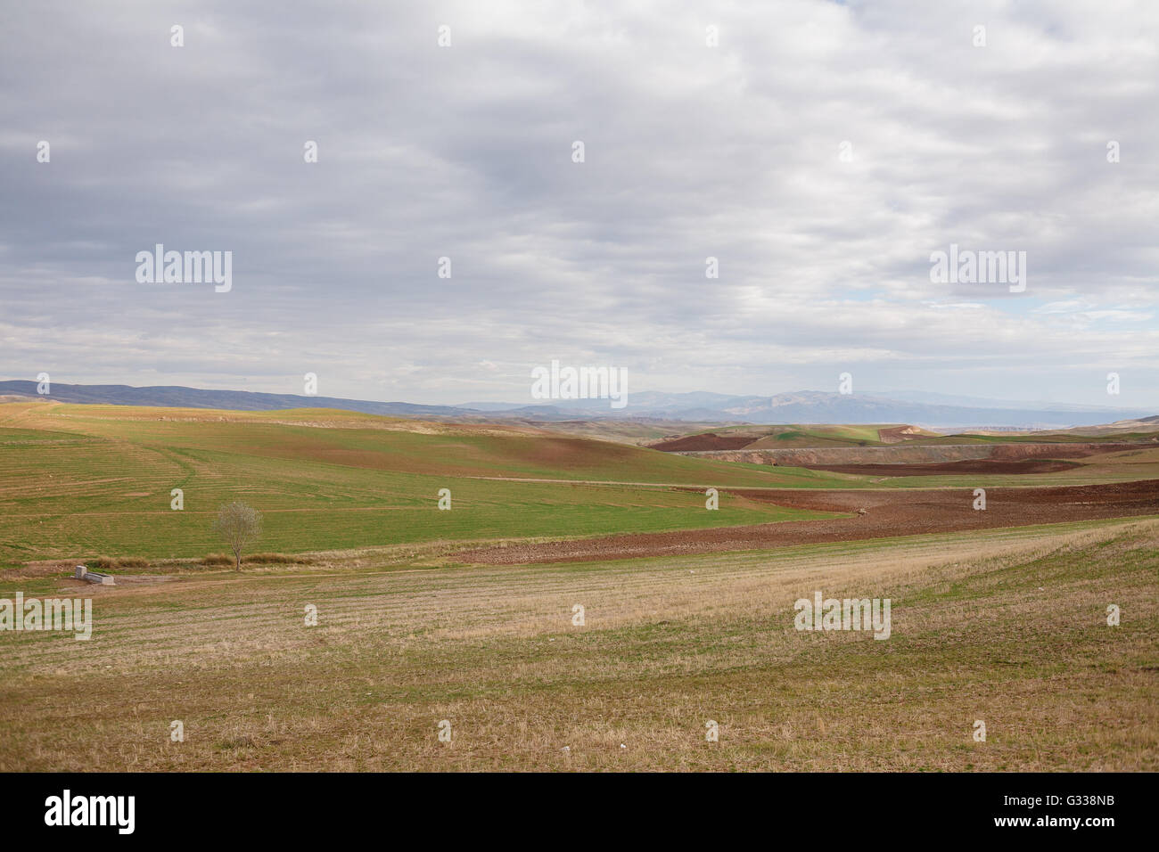 Turkey cows trees hi-res stock photography and images - Alamy