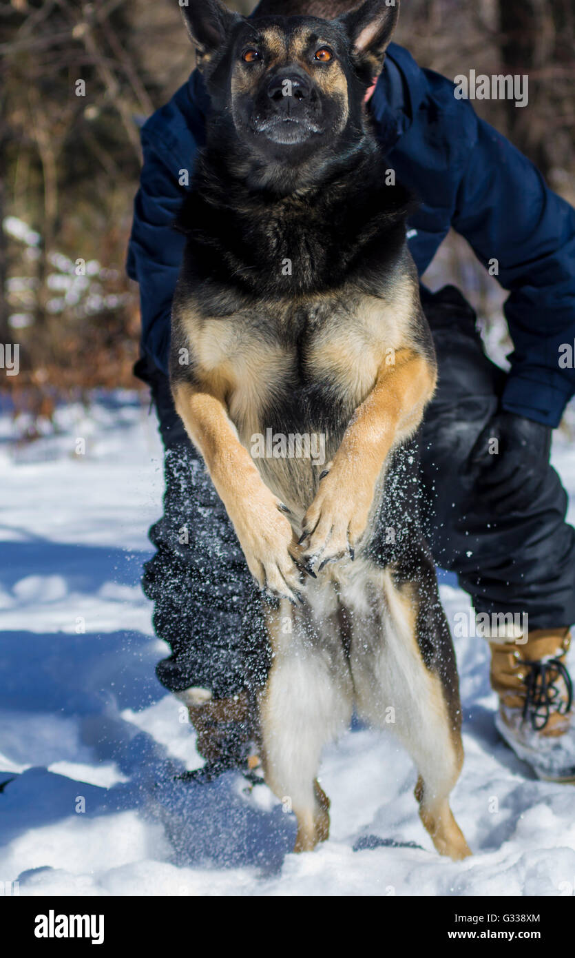 Attack Dog High Resolution Stock Photography and Images - Alamy