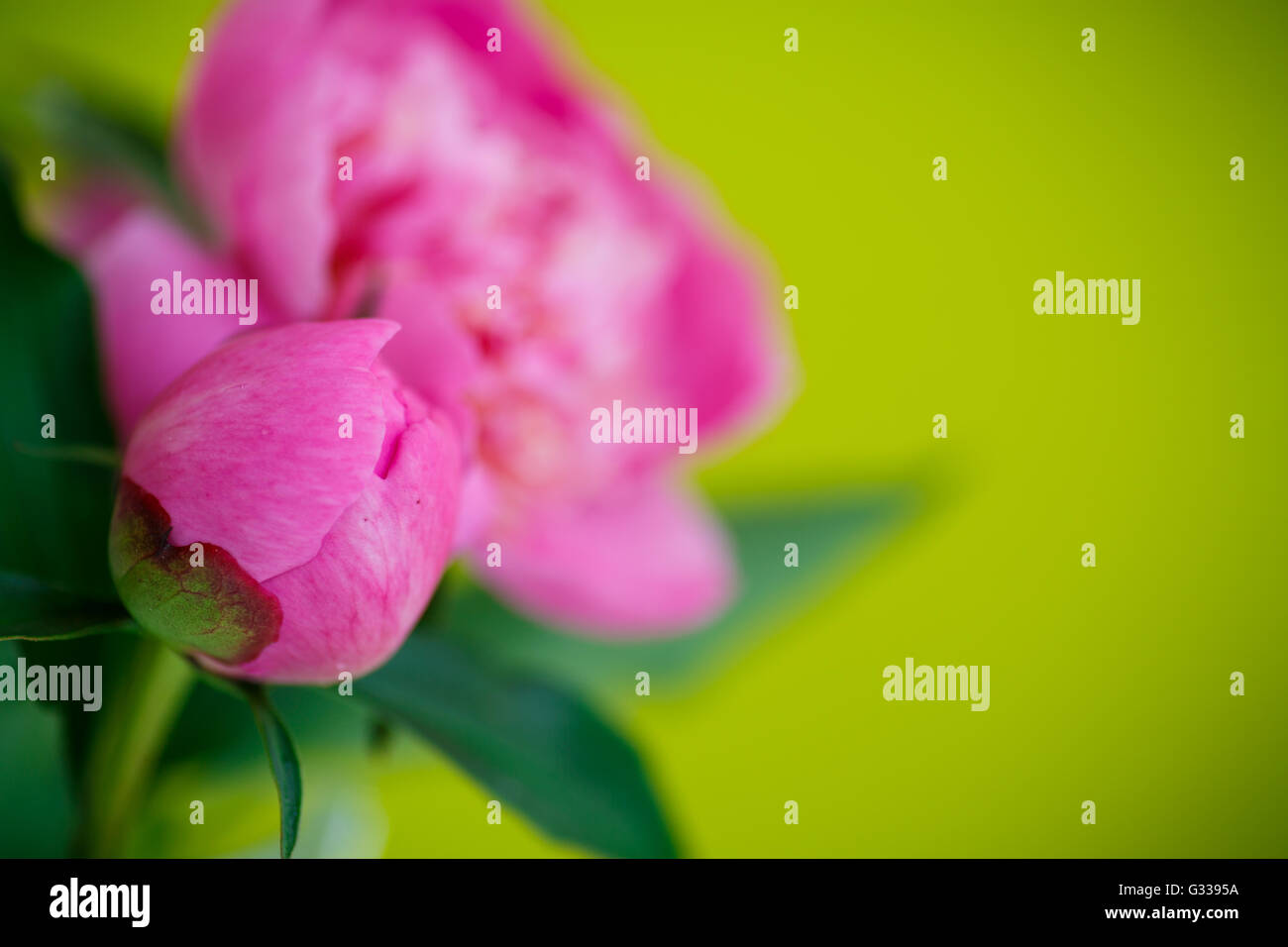 beautiful pink peonies Stock Photo - Alamy