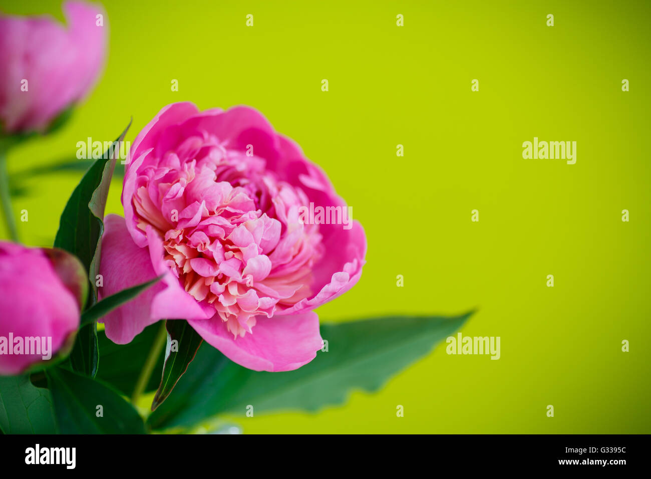 beautiful pink peonies Stock Photo - Alamy