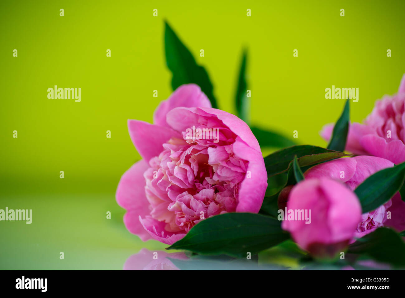 beautiful pink peonies Stock Photo - Alamy