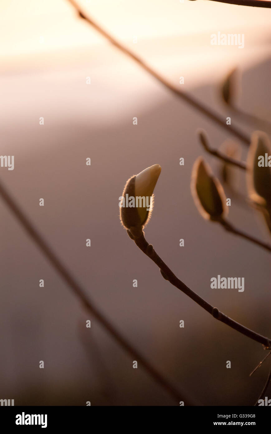 Flower bud at sunset Stock Photo - Alamy