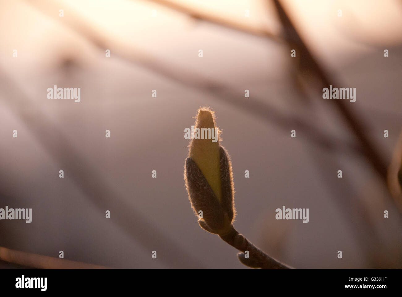 Mountain spring detail sunset hi-res stock photography and images - Alamy
