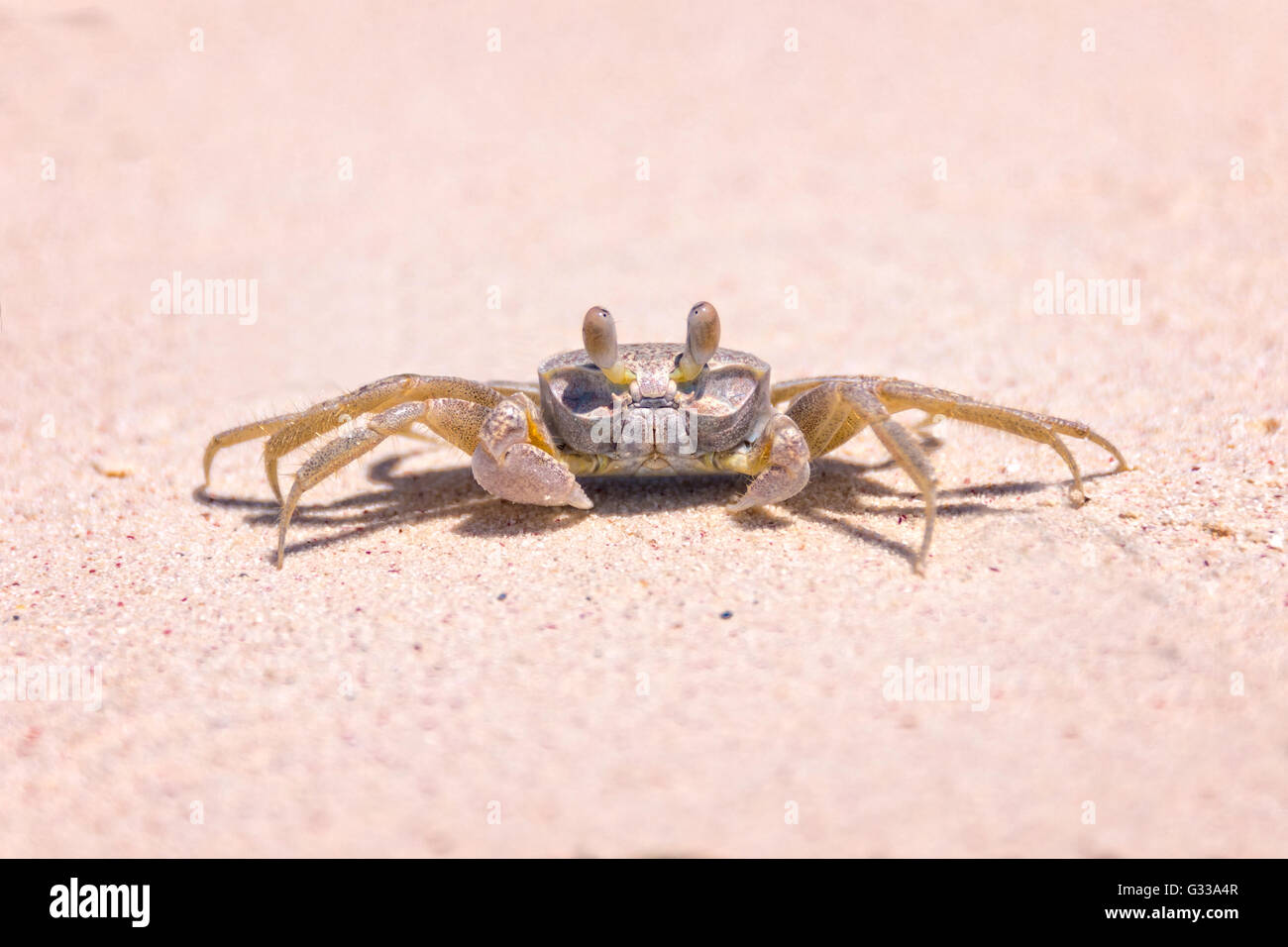 Caribbean crab hi-res stock photography and images - Alamy