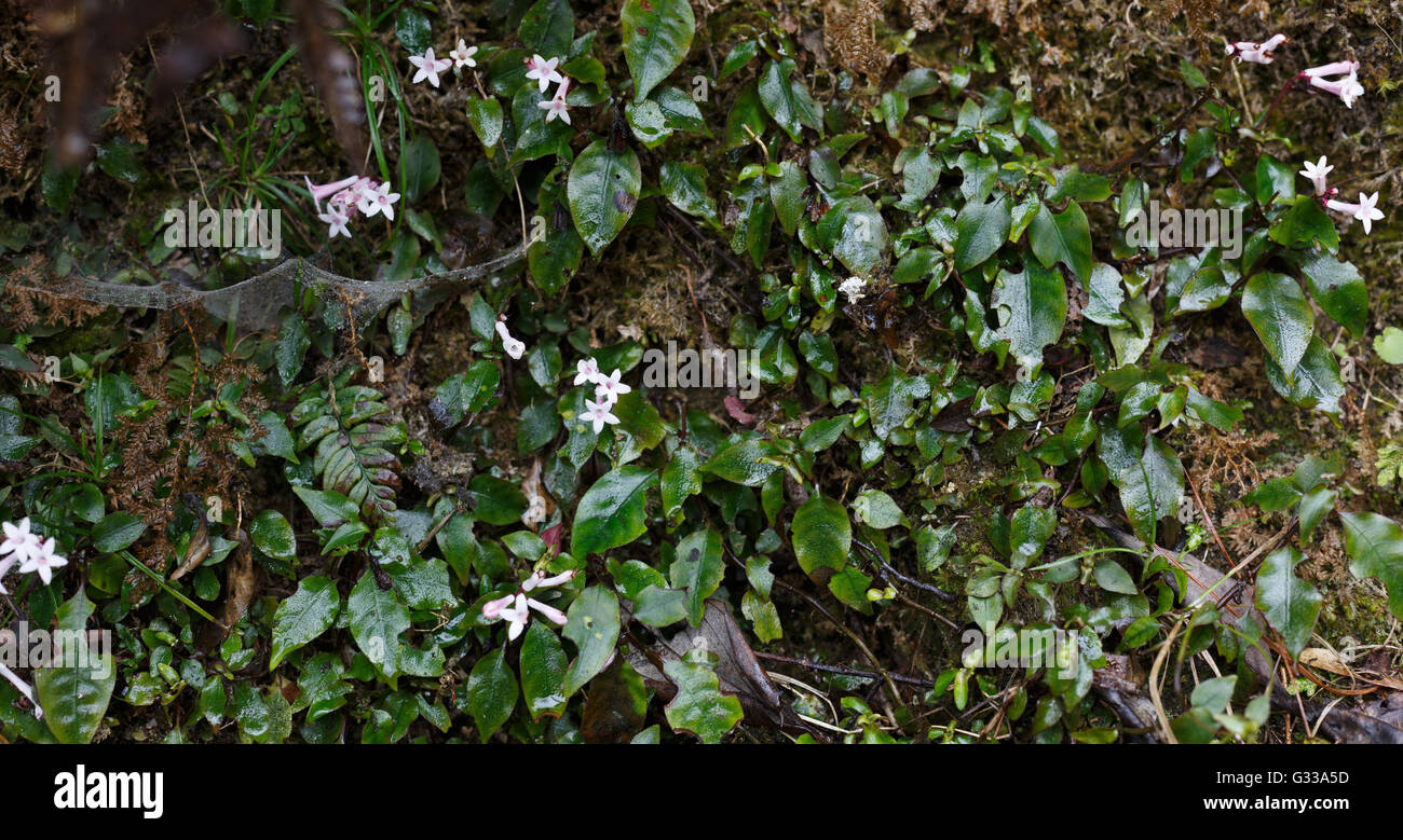 White wild flowers on moist rocks Stock Photo - Alamy