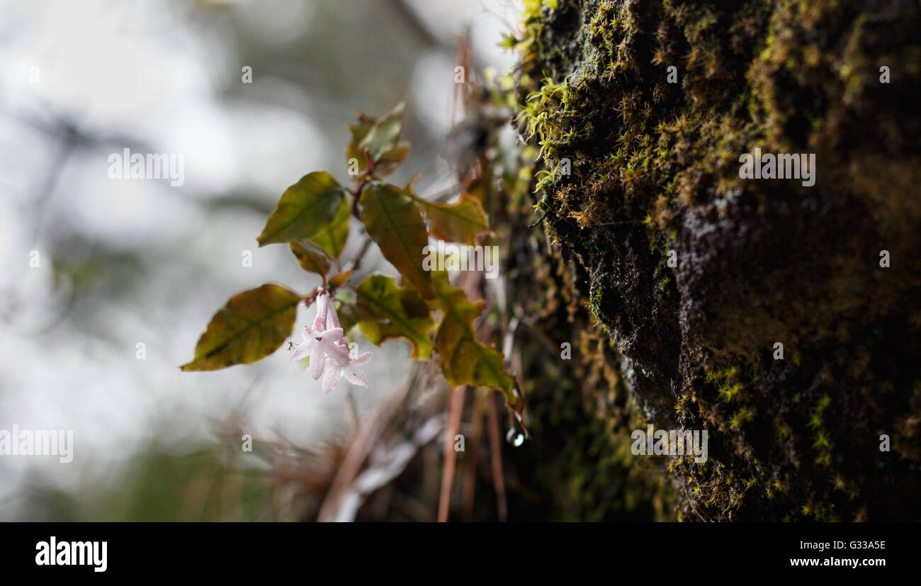 Moist rocks hi-res stock photography and images - Alamy
