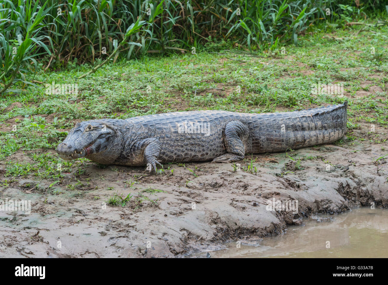 Yacare caiman (Caiman yacare) resting on a riverbank, Cuiaba river ...