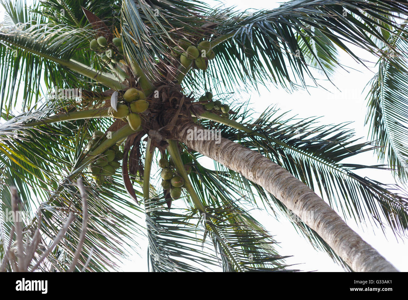 Coconuts on the palm tree Stock Photo - Alamy