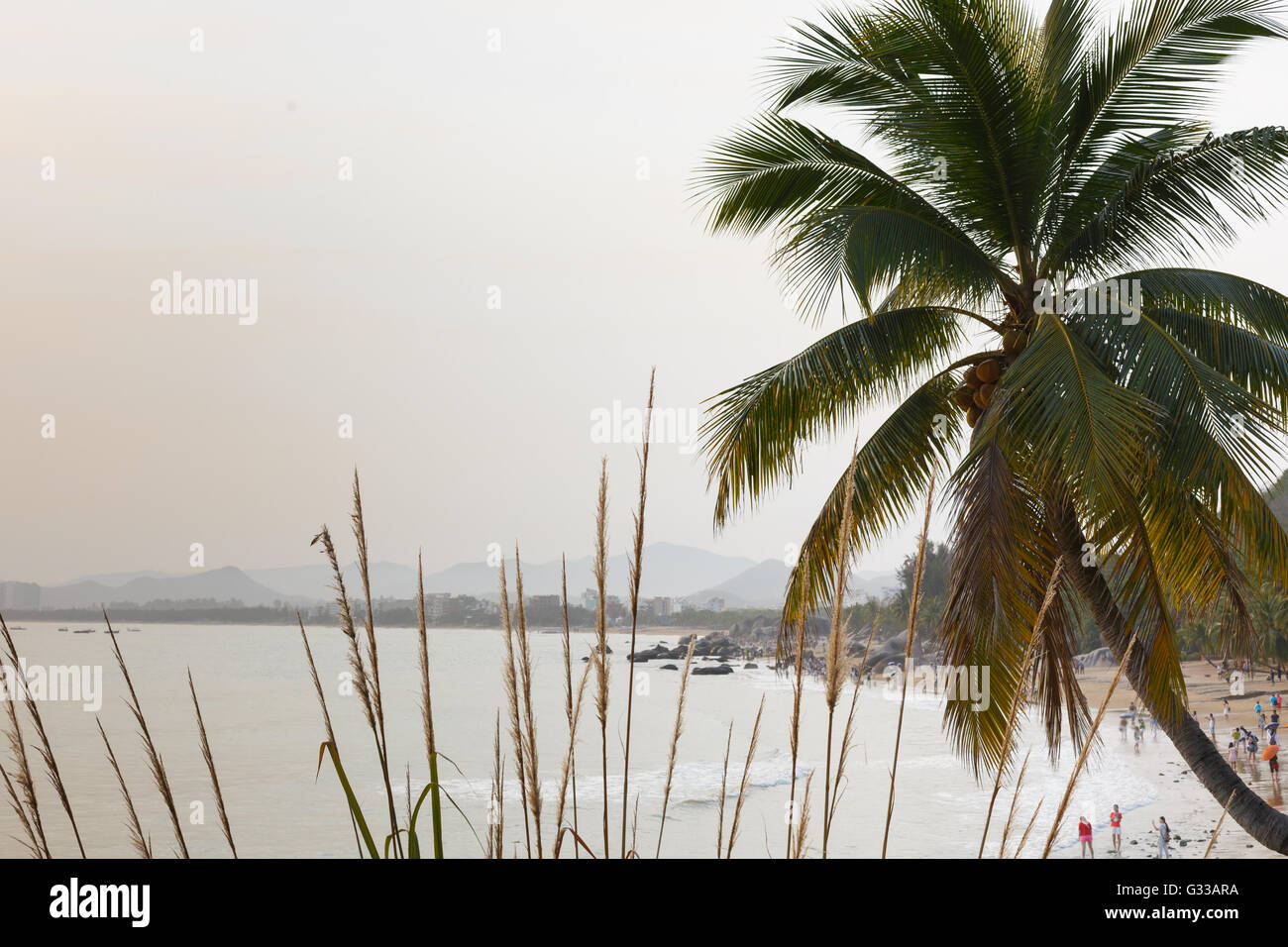 Coconuts on the palm tree Stock Photo - Alamy
