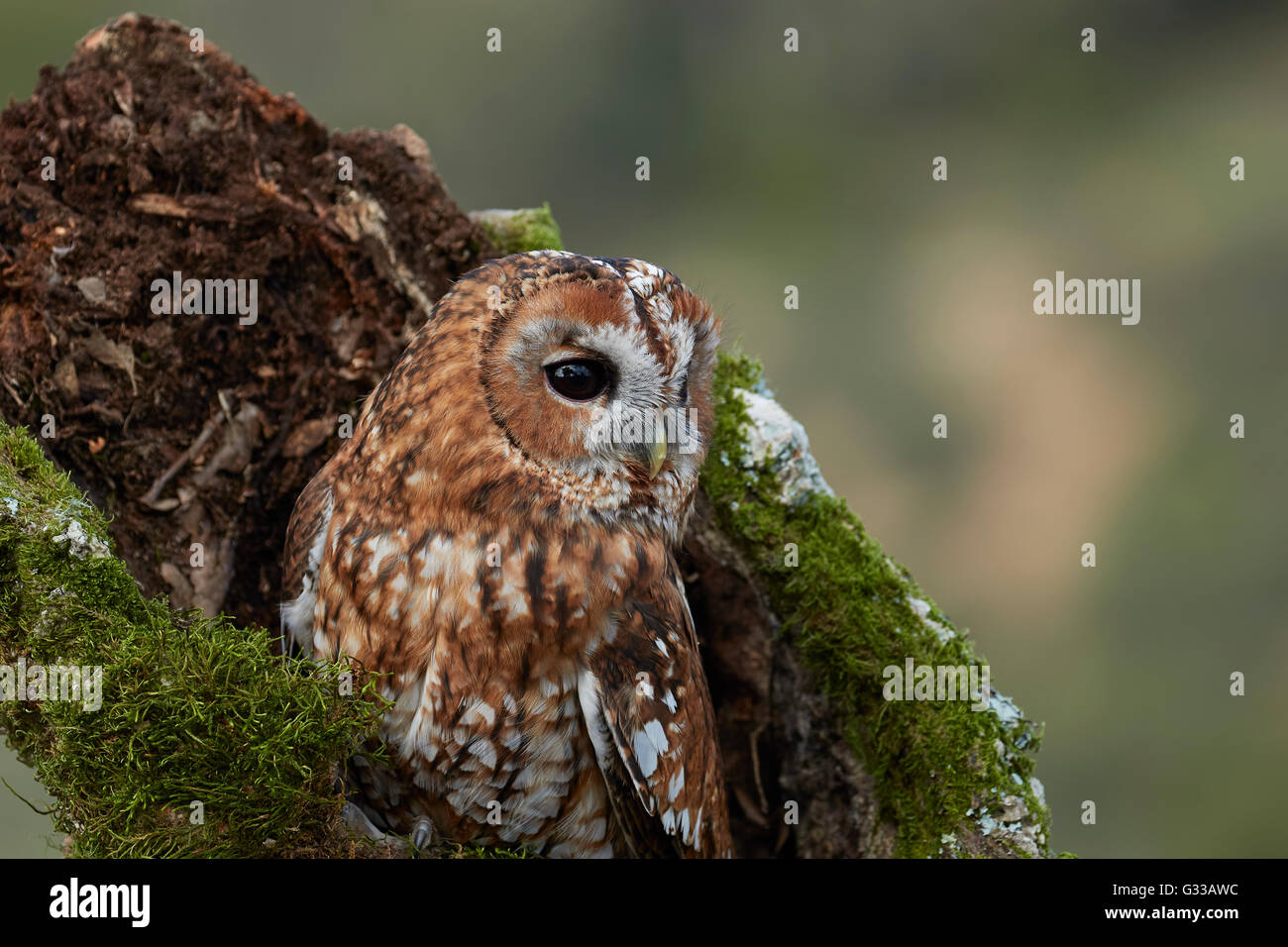 Cárabo en su nido Stock Photo - Alamy