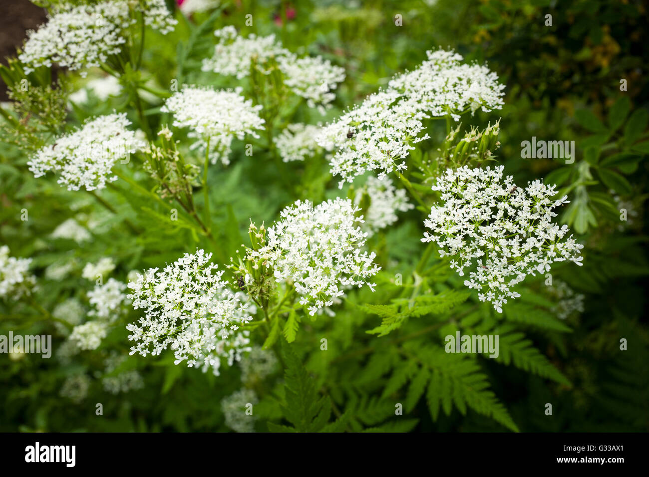Sweet cicely hi-res stock photography and images - Alamy