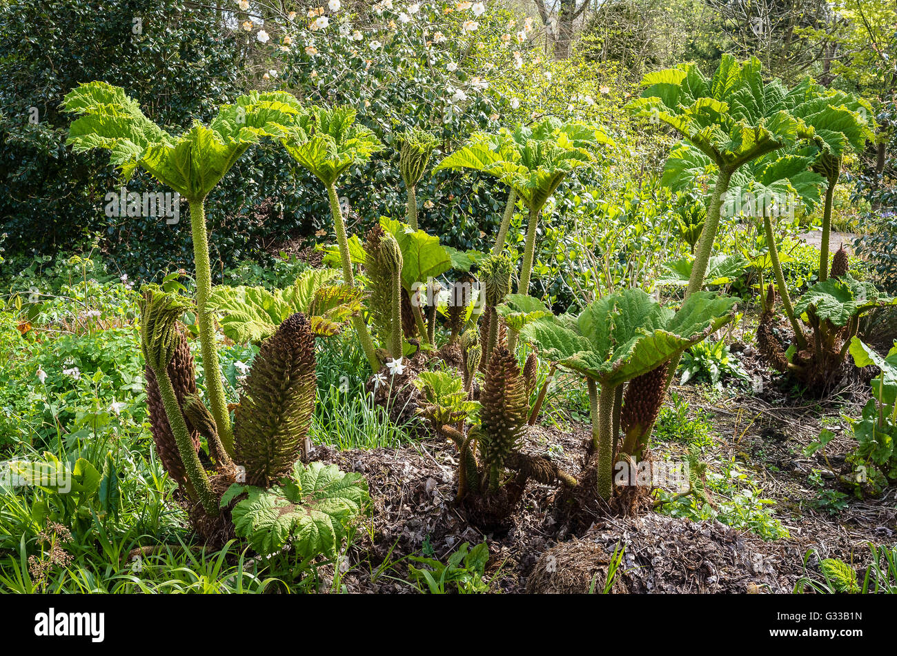 Bog garden plants hi-res stock photography and images - Alamy