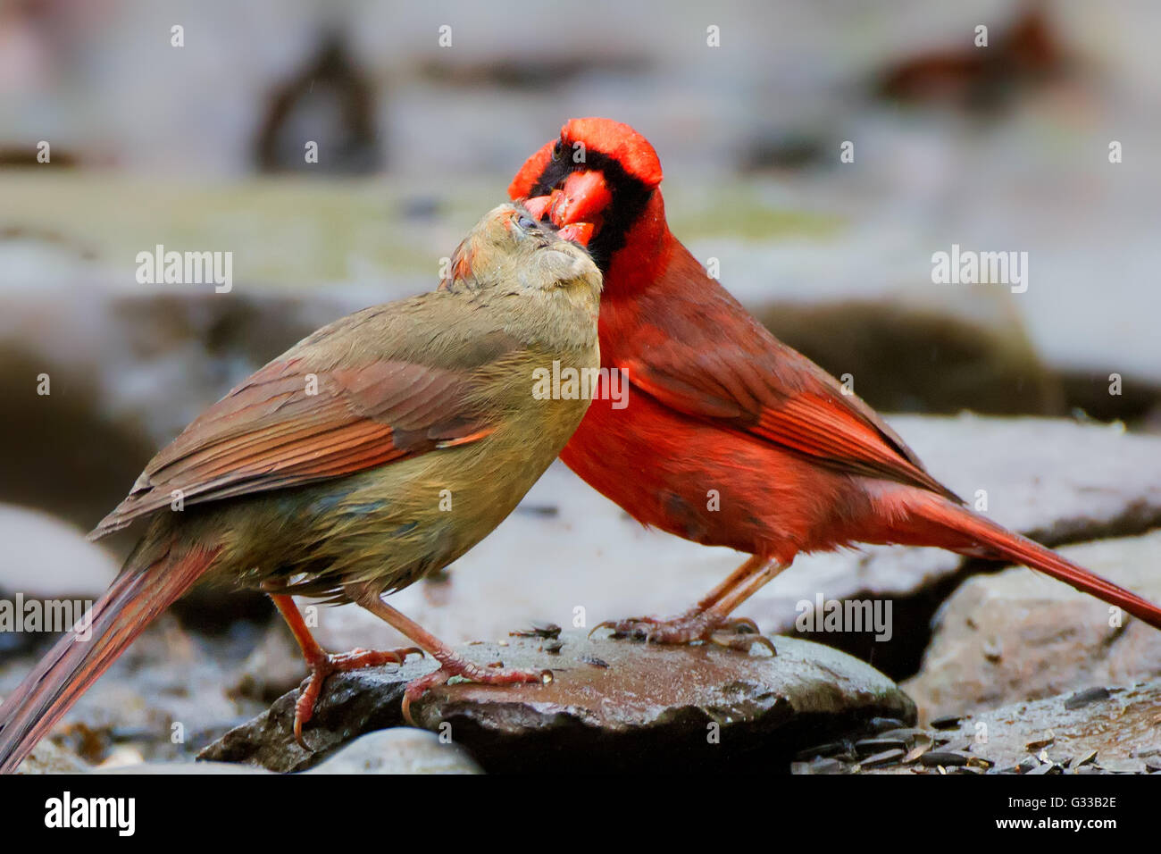 pair of cardinals feeding Stock Photo - Alamy